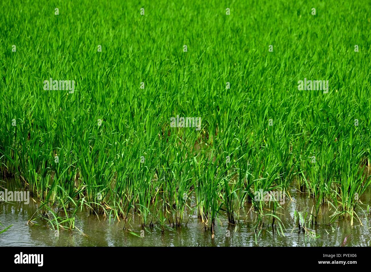growing rice field farm plot. Maharashtra, India Stock Photo - Alamy