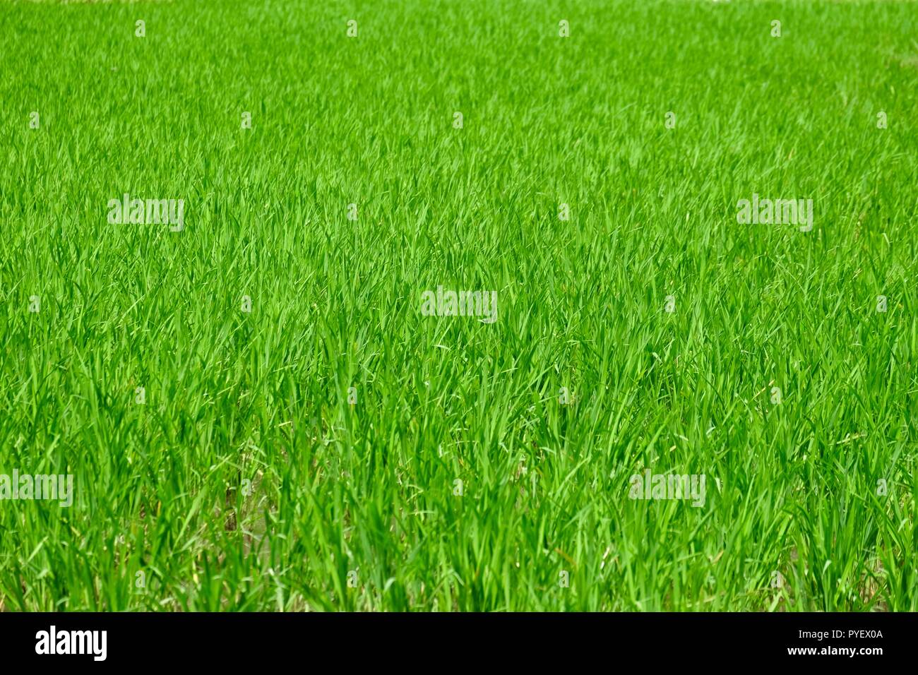 growing rice field farm plot. Maharashtra, India Stock Photo - Alamy