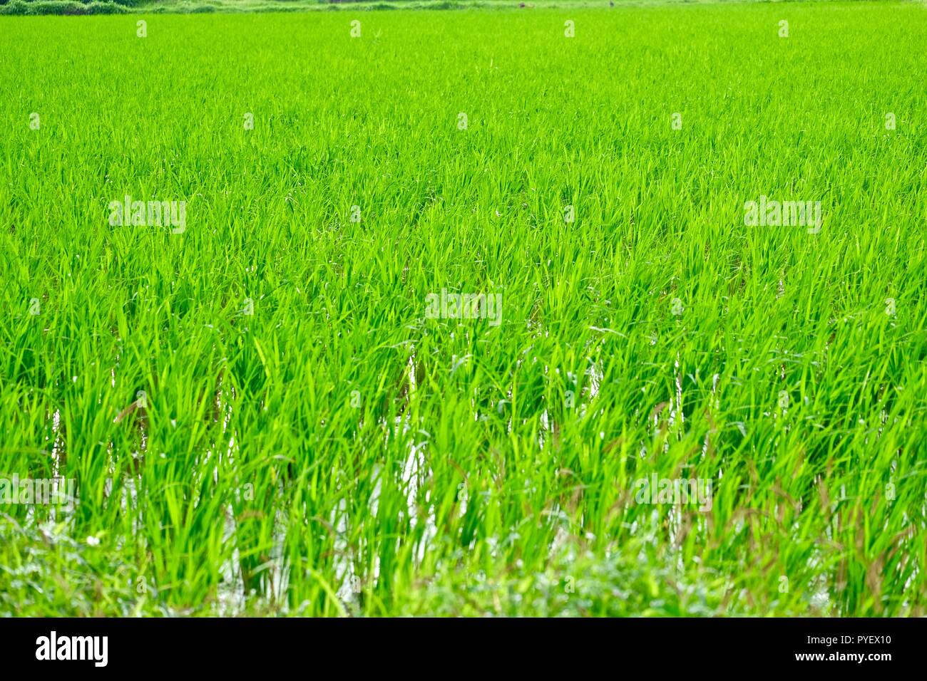 growing rice field farm plot. Maharashtra, India Stock Photo - Alamy