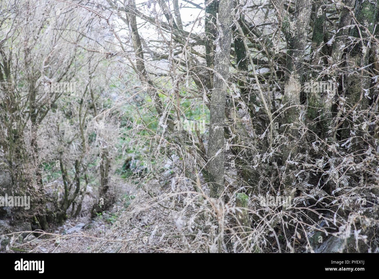Box blight hi-res stock photography and images - Alamy
