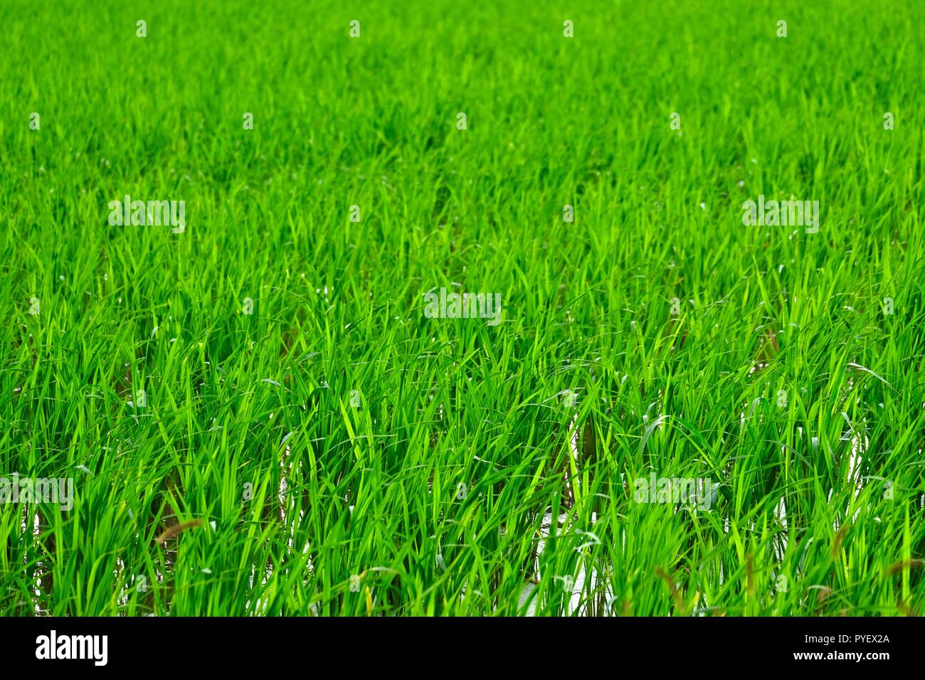 growing rice field farm plot. Maharashtra, India Stock Photo - Alamy