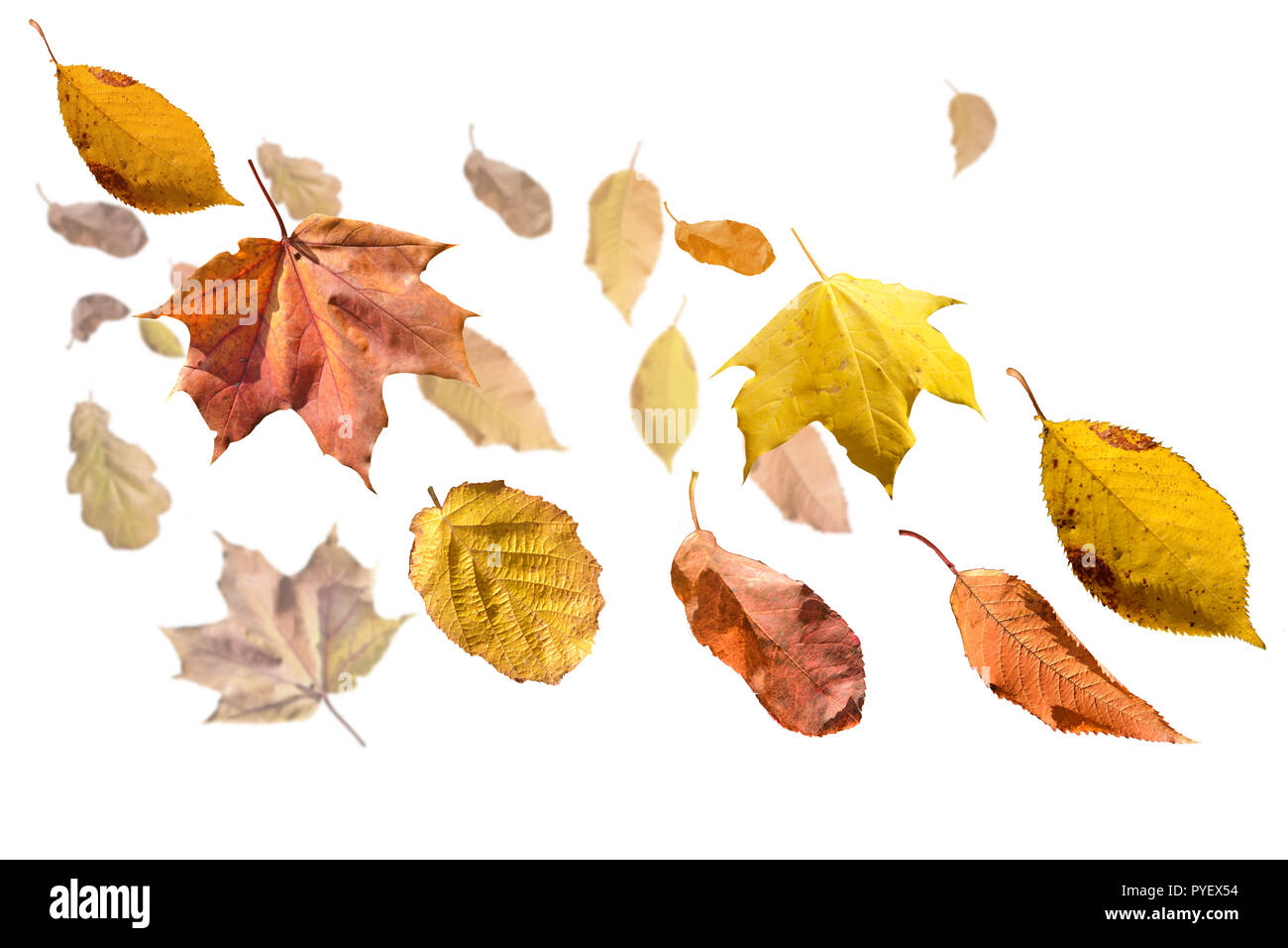 withered autumn leaves fly isolated colorful wind Stock Photo - Alamy