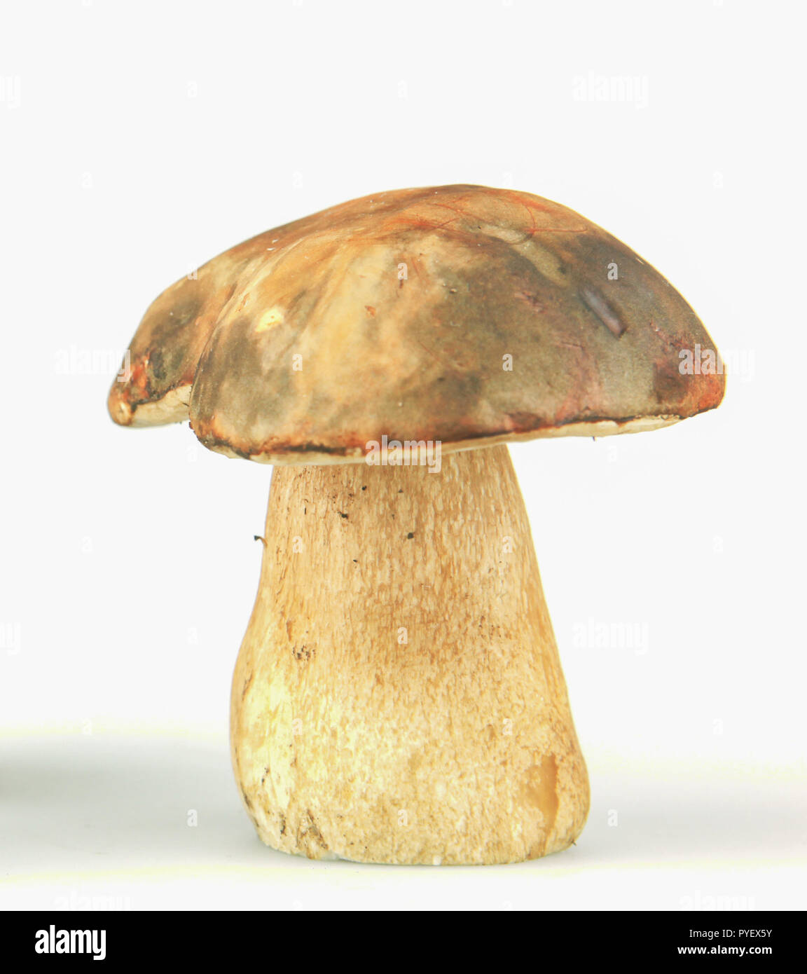 Spore mushroom Cut Out Stock Images & Pictures - Alamy