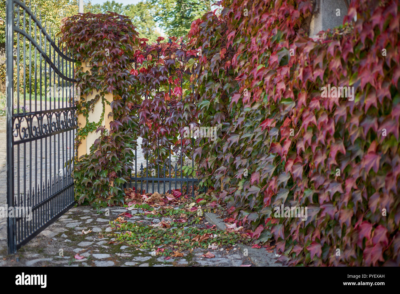 Old iron gate overgrown by Virginia creeper turning red in autumn ...