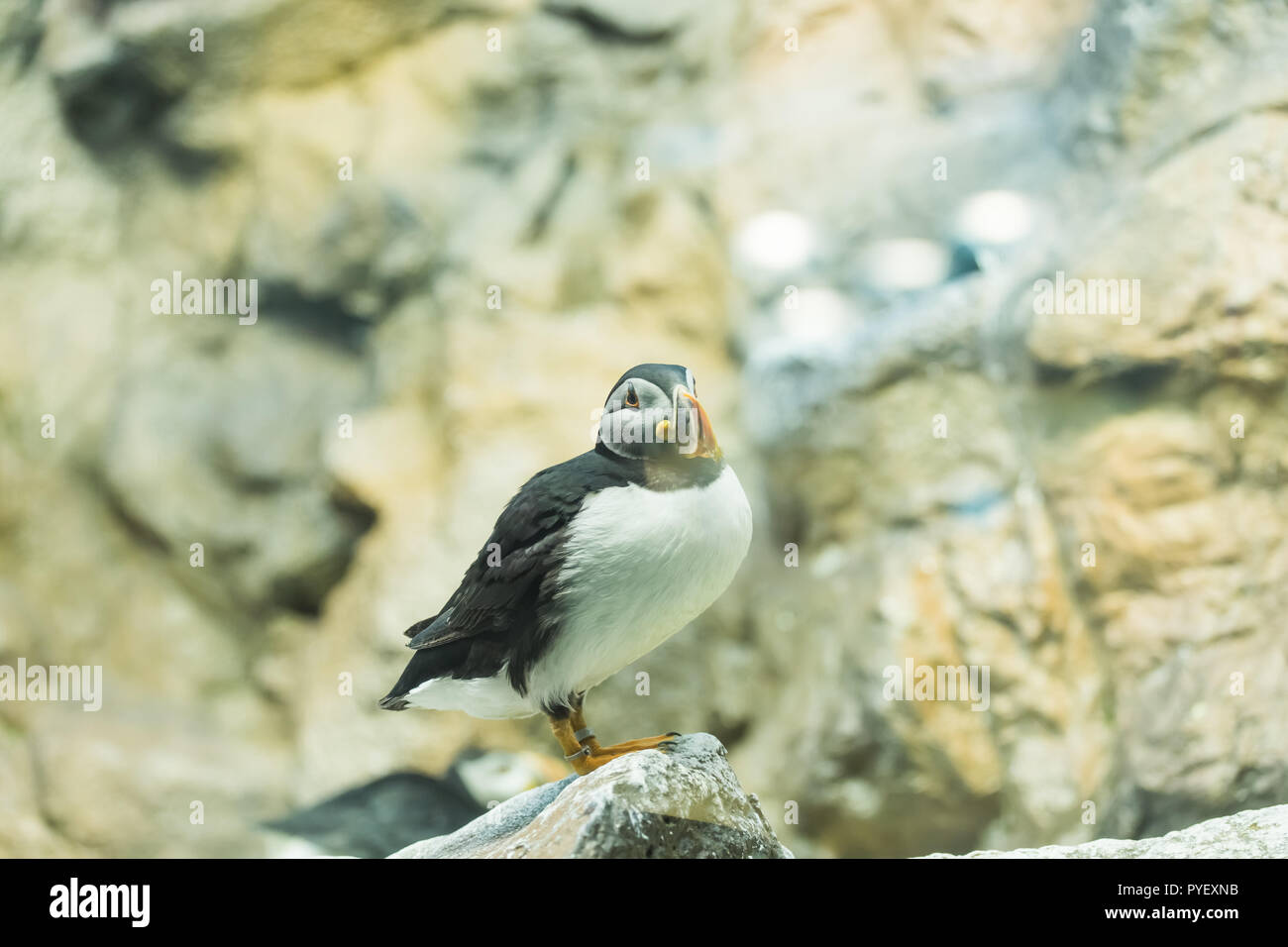 Bird, wildlife and zoo concept - Atlantic Puffin or common puffin Stock ...