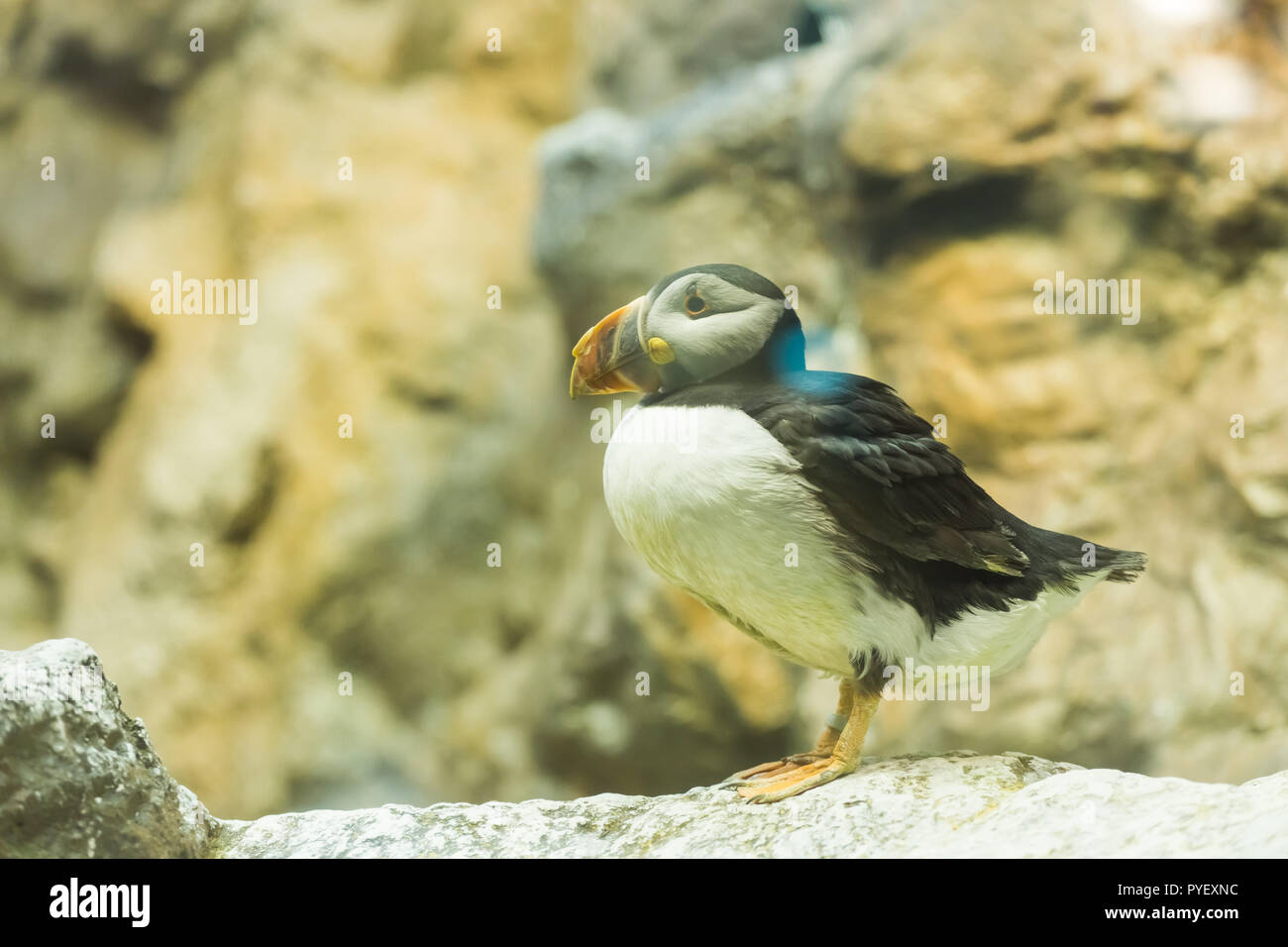 Bird, wildlife and zoo concept - Atlantic Puffin or common puffin Stock ...