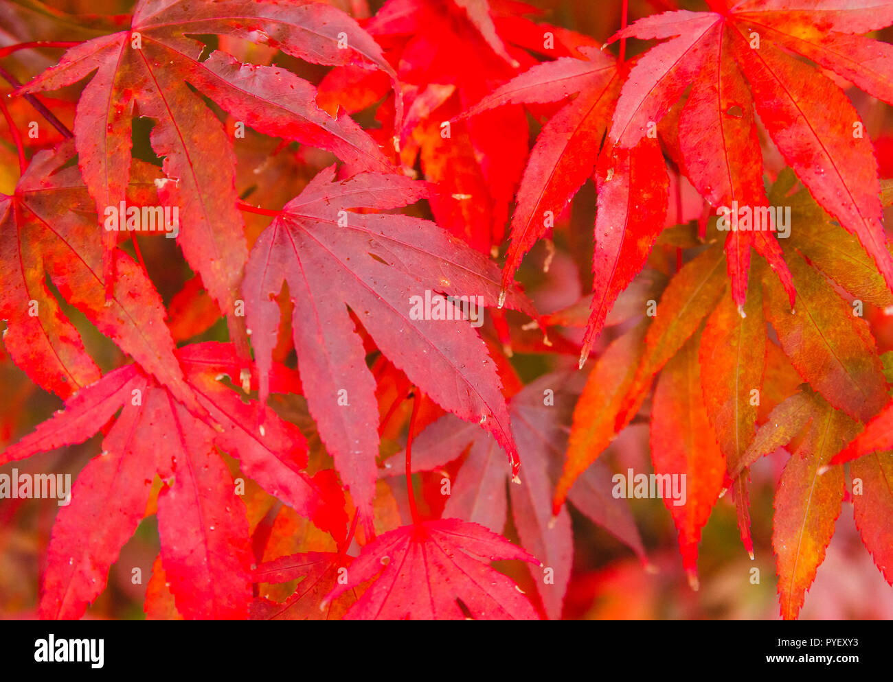 Red Japanese maple leaves. Scientific name: Acer palmatum. Beautifully ...