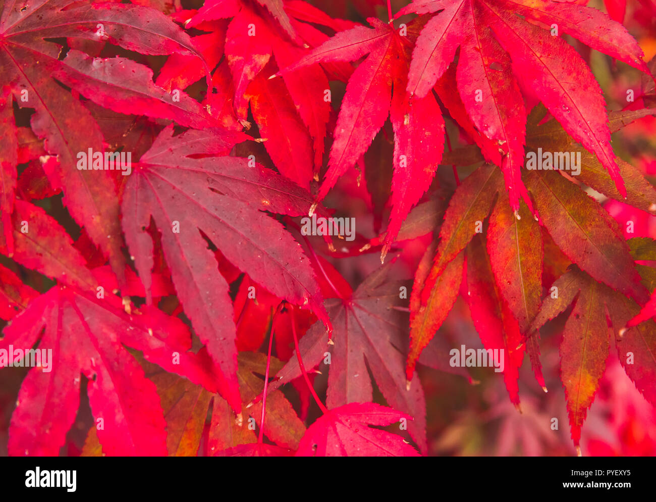 Red Japanese maple leaves. Scientific name: Acer palmatum. Beautifully ...