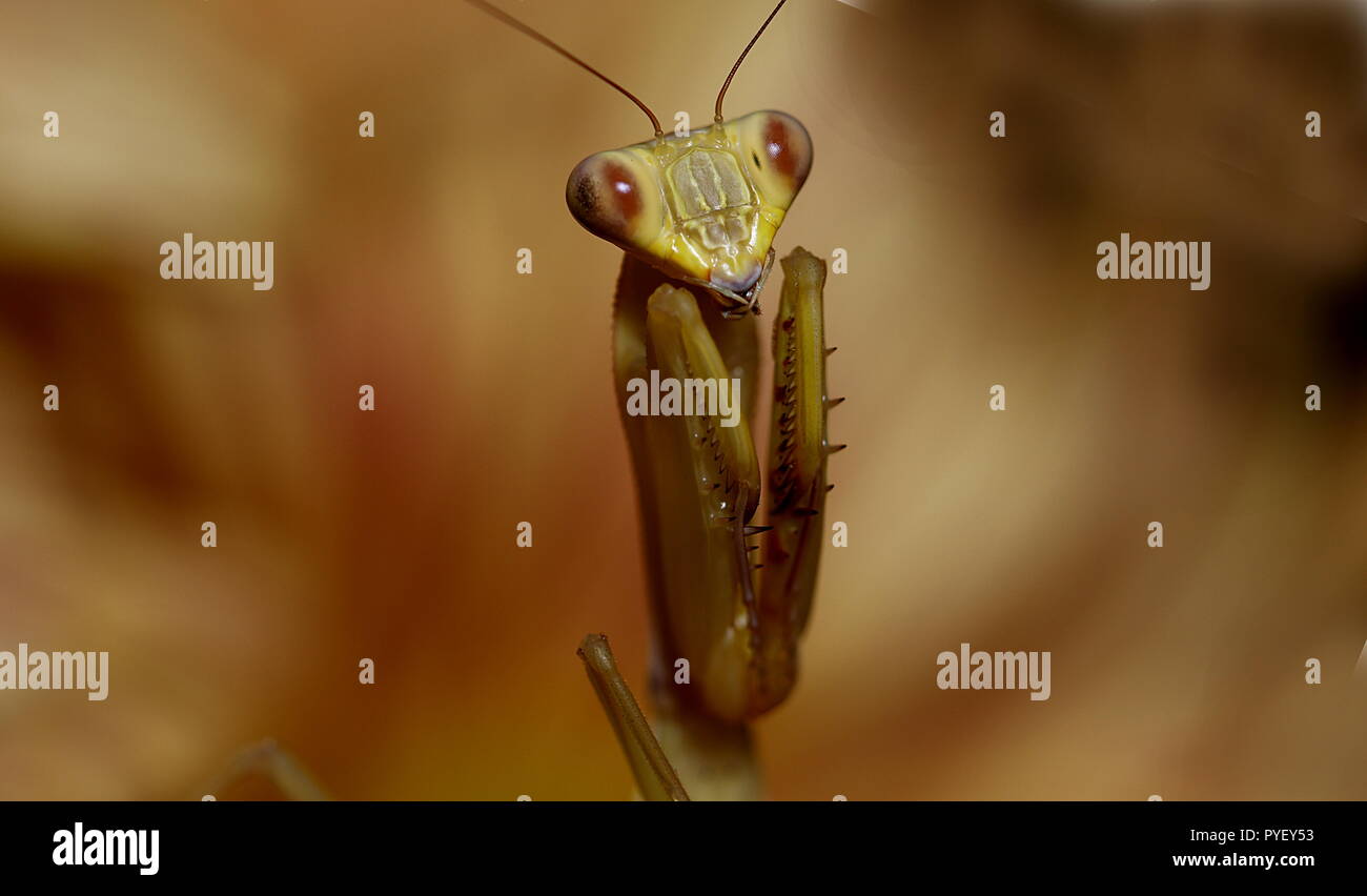 Giant asian mantis hierodula venosa Stock Photo - Alamy