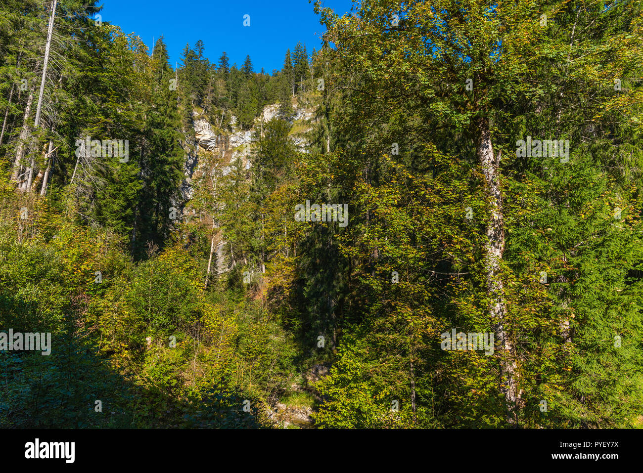 Canyon "Sausender Graben", Gräben, Lenggries, Bavaria, Germany Stock ...