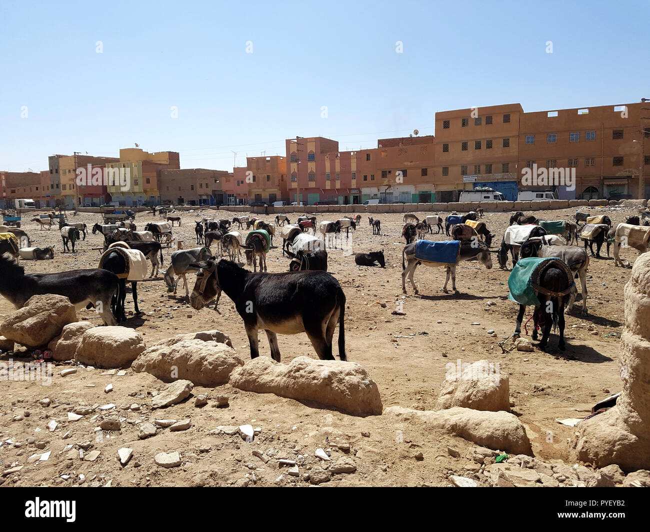 Donkeys desert morocco hi-res stock photography and images - Alamy