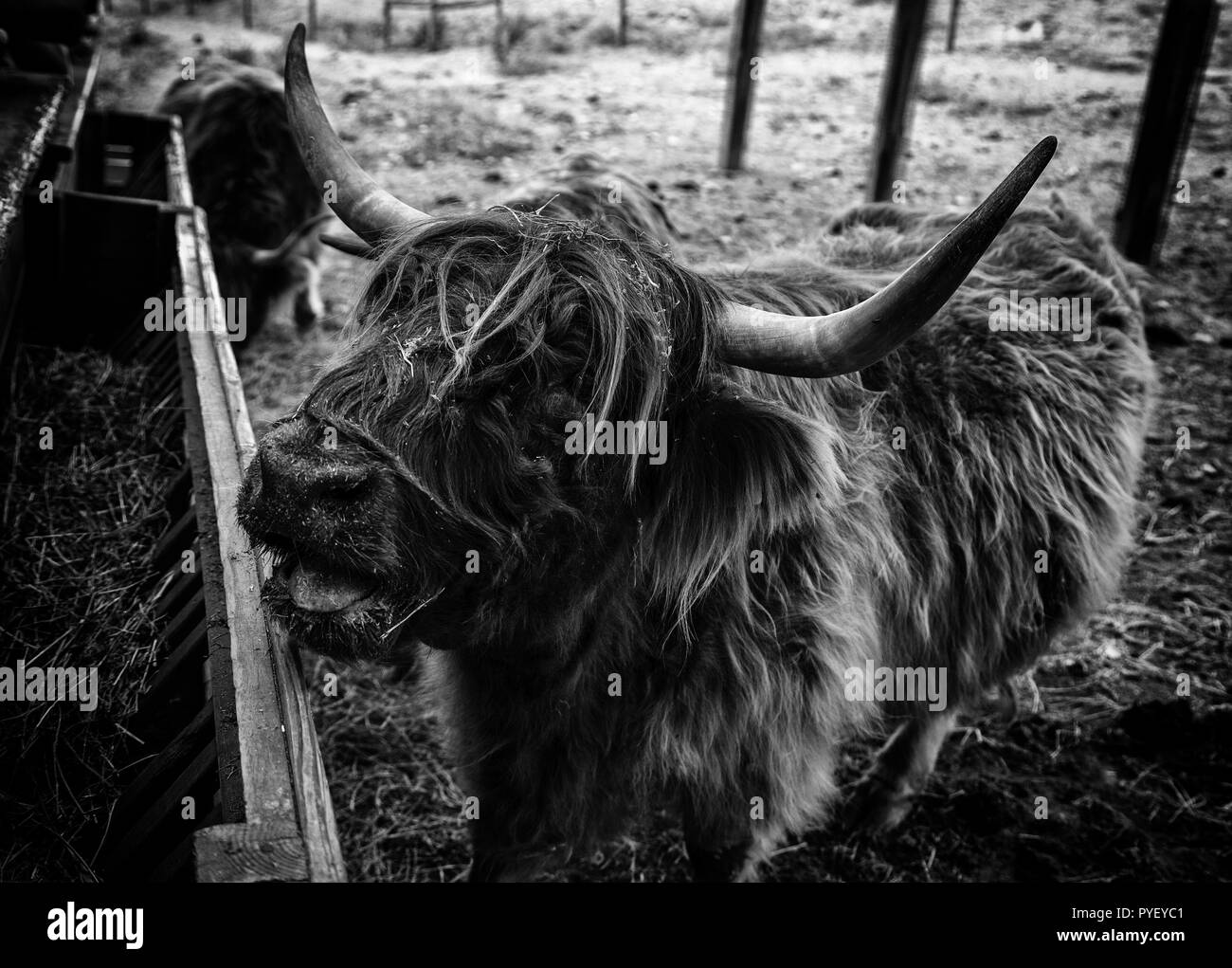 Musk ox Black and White Stock Photos & Images - Alamy