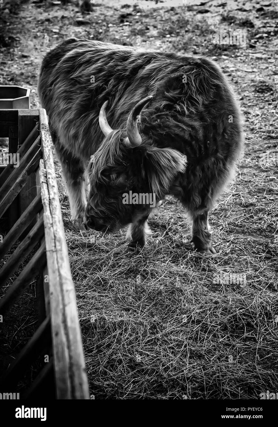 Ox on a farm, detail of a mammal, domestic animal Stock Photo - Alamy