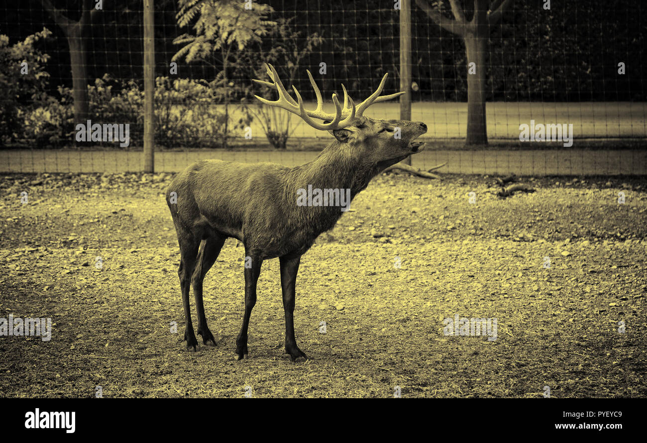 Wild deer in a farm, mammal detail Stock Photo - Alamy