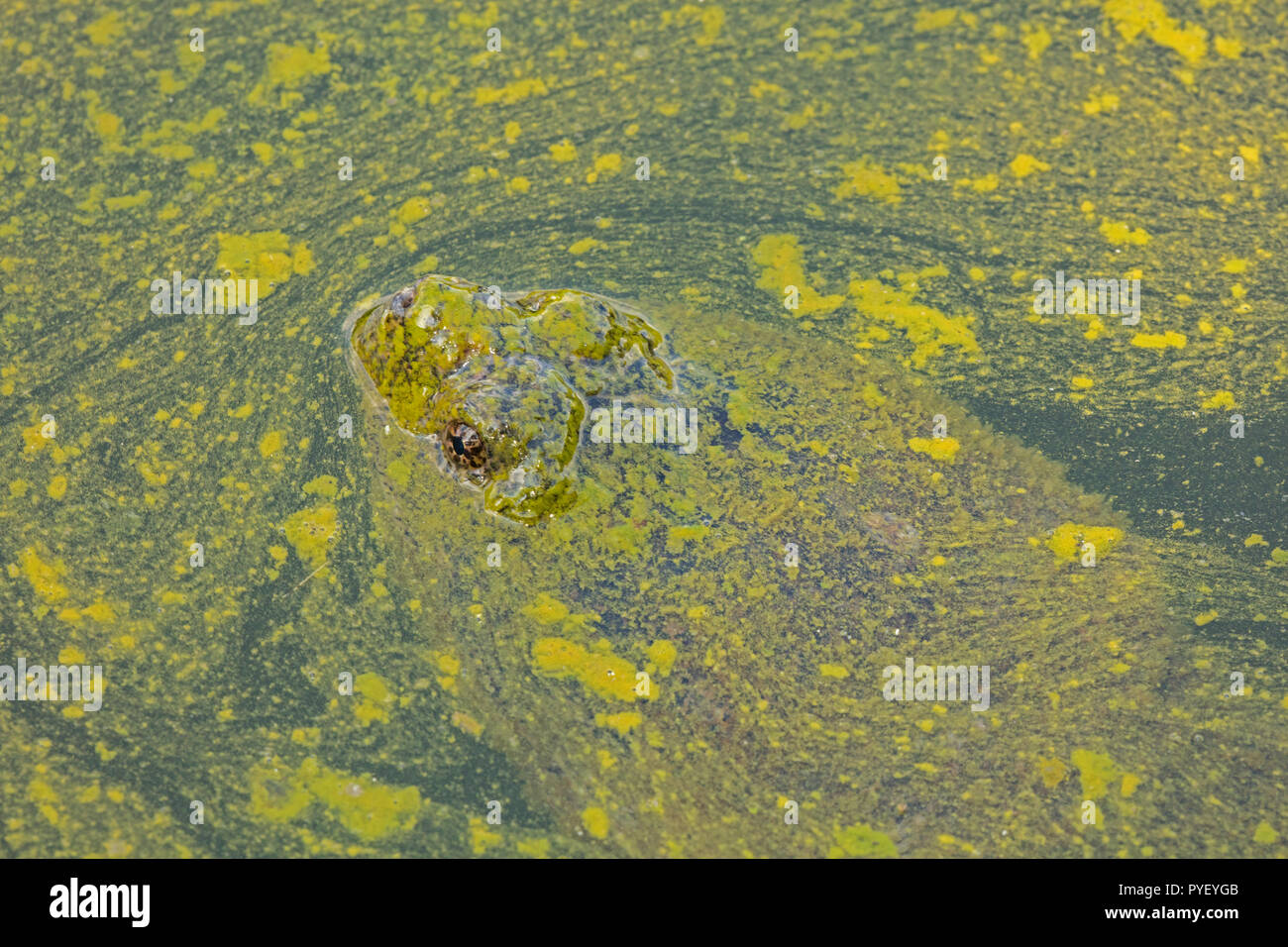 Blue algal blooms pond hi-res stock photography and images - Alamy