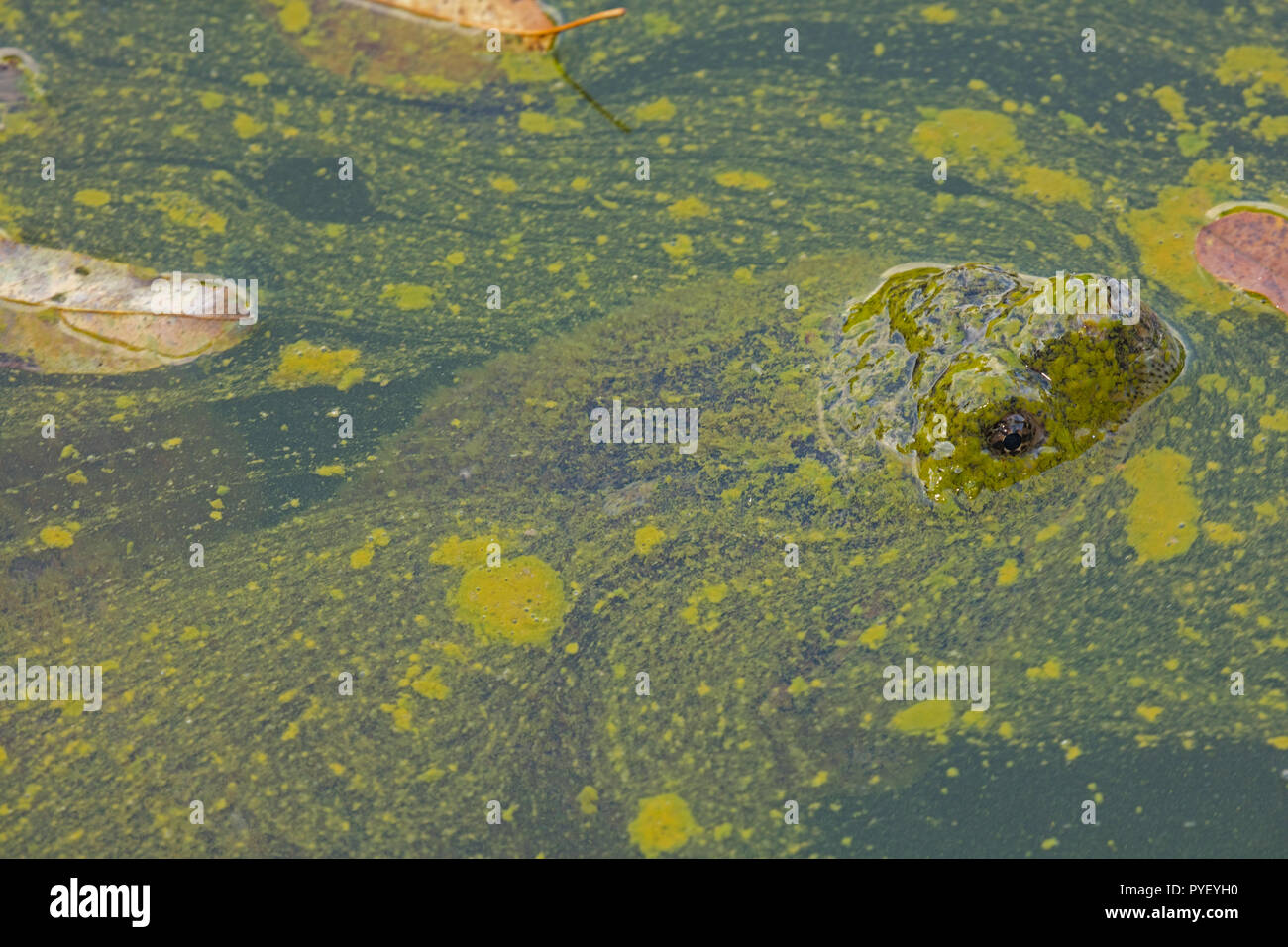 Blue algal blooms pond hi-res stock photography and images - Alamy
