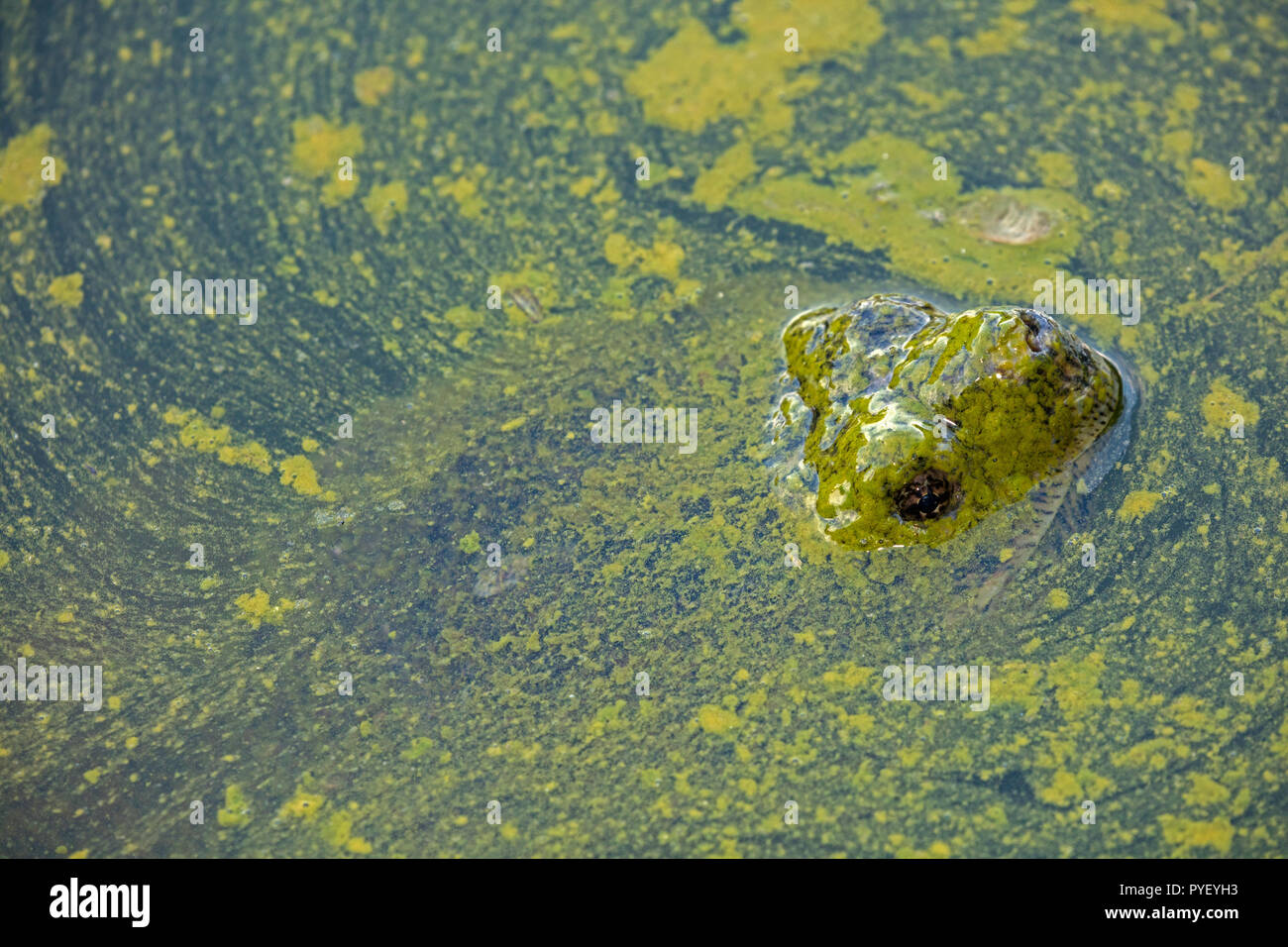 Blue algal blooms pond hi-res stock photography and images - Alamy