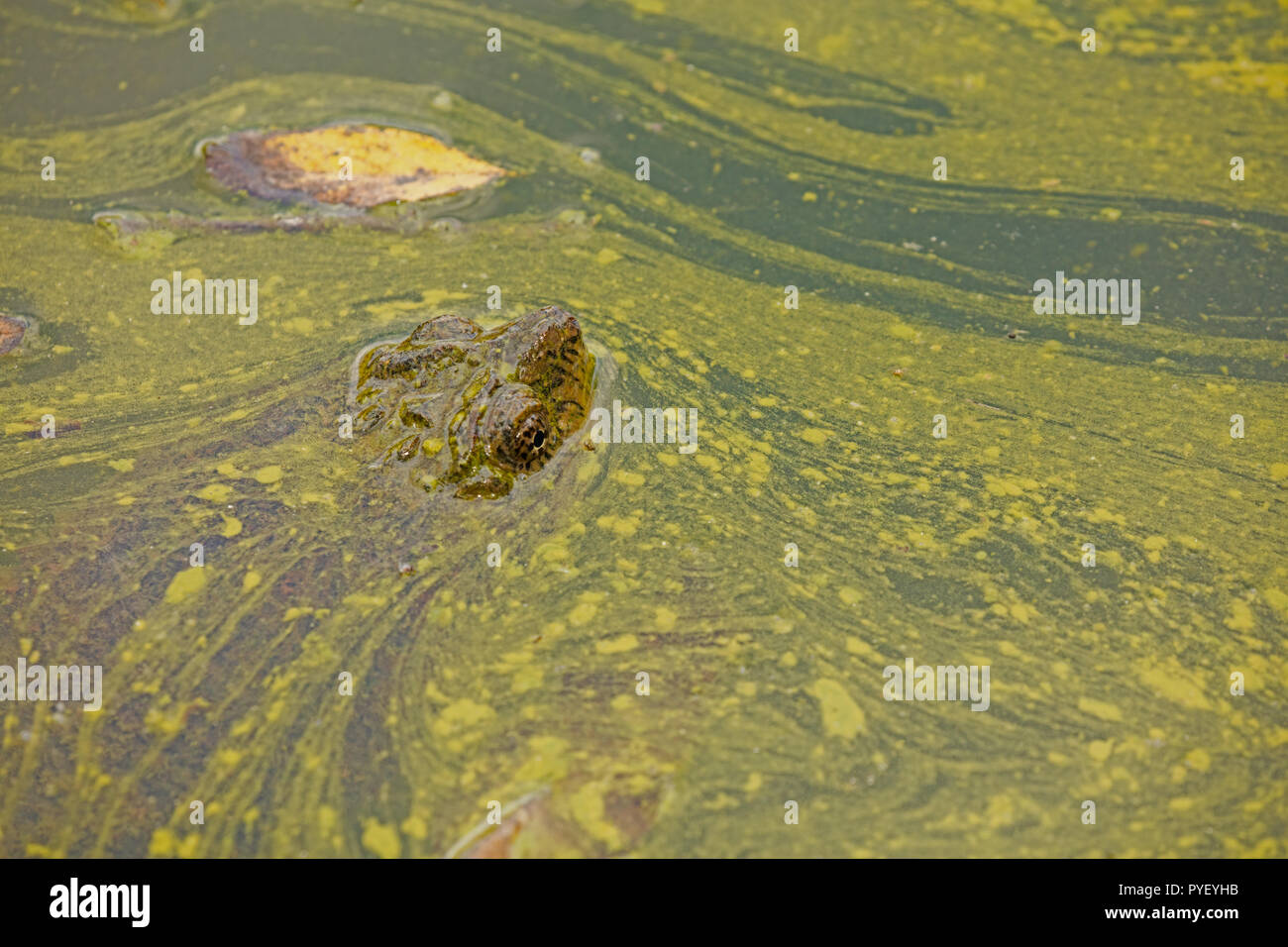 snapping turtle,Chelydra serpentina, and algal bloom,Cyanobacteria ...