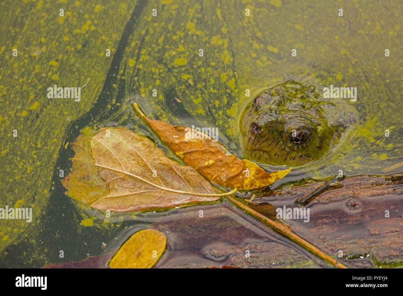 snapping turtle,Chelydra serpentina, and algal bloom,Cyanobacteria ...
