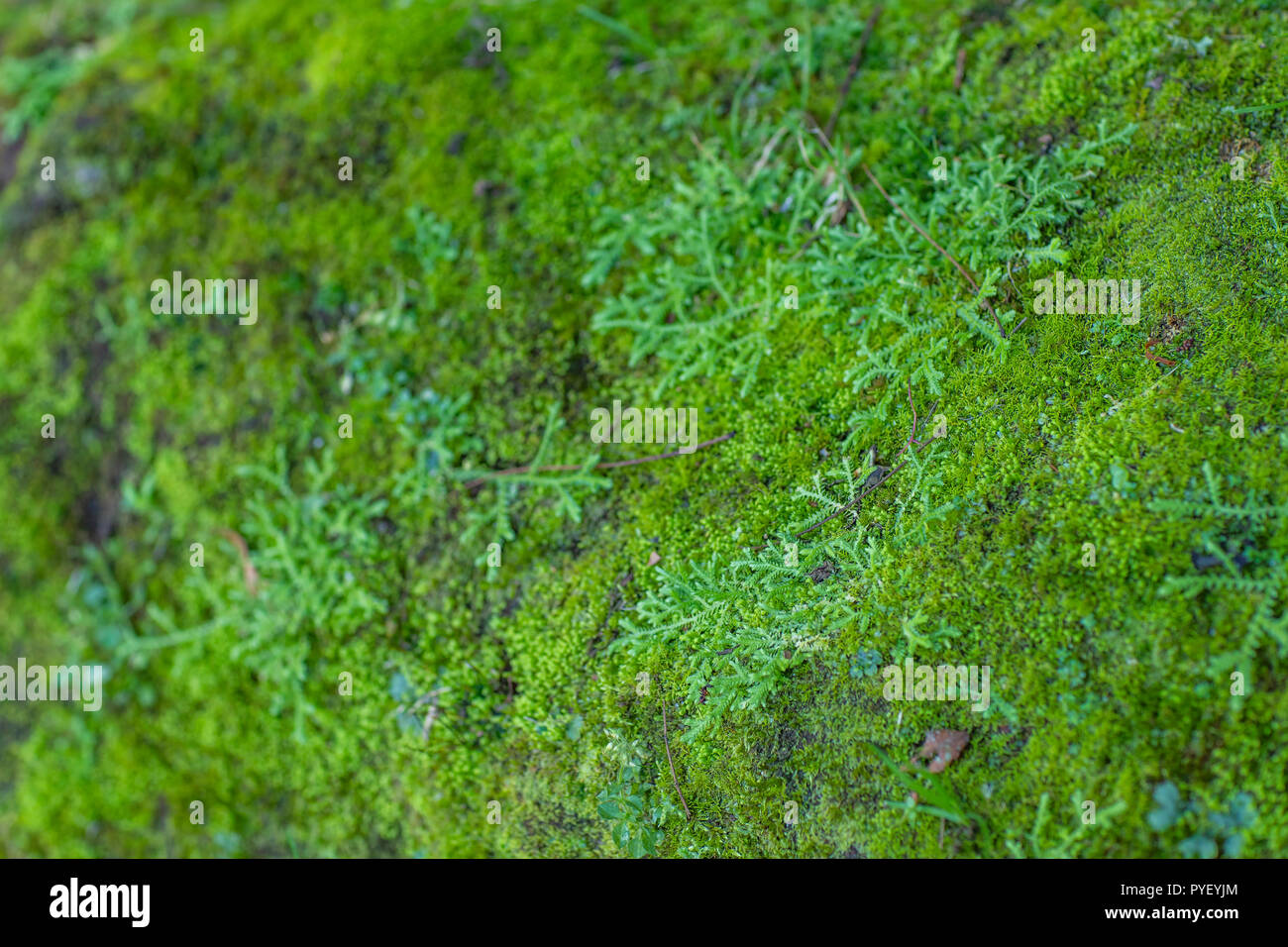 Green moss growth. Surface of moss texture, Green moss background ...
