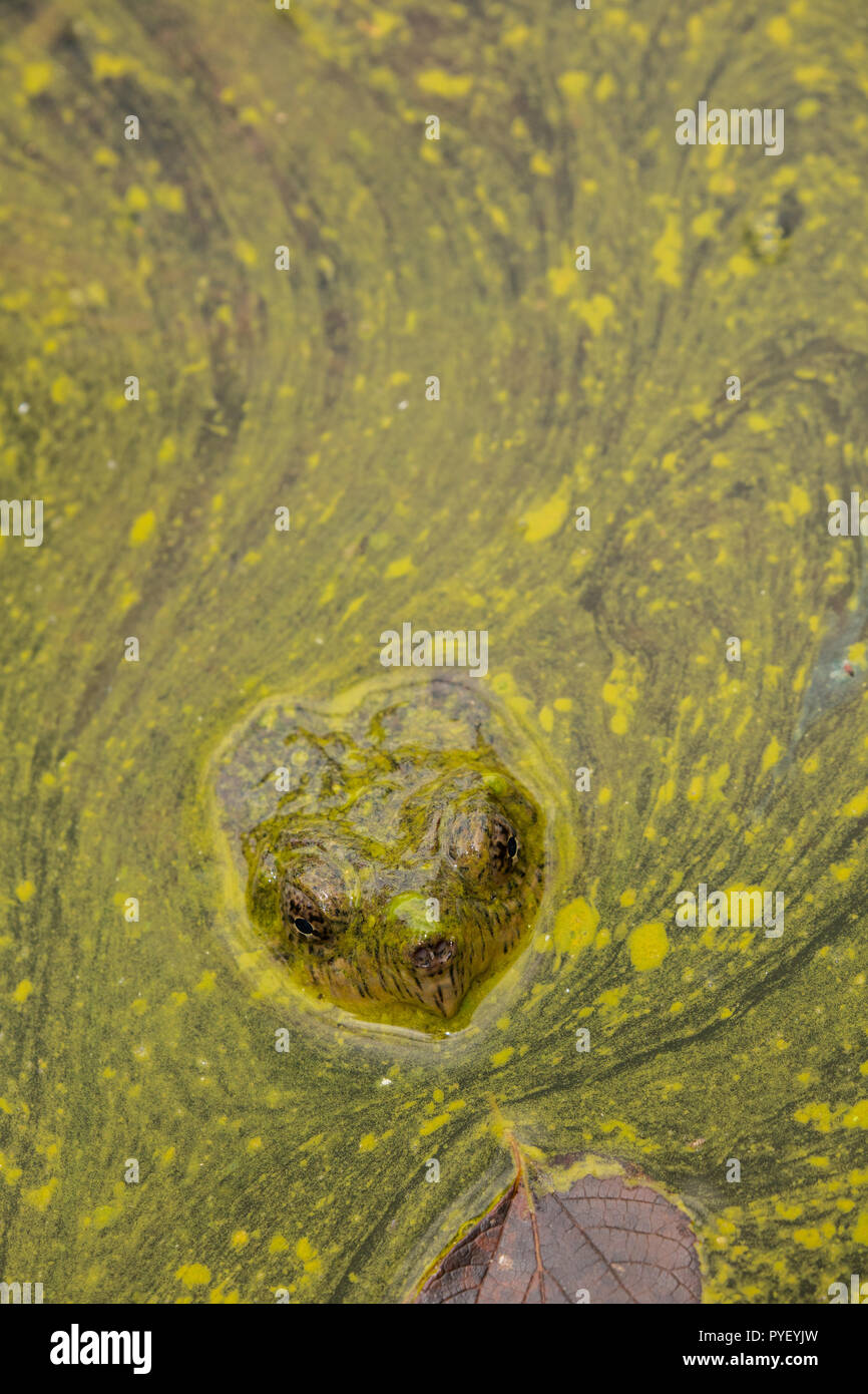 Toxic algal blooms hi-res stock photography and images - Alamy