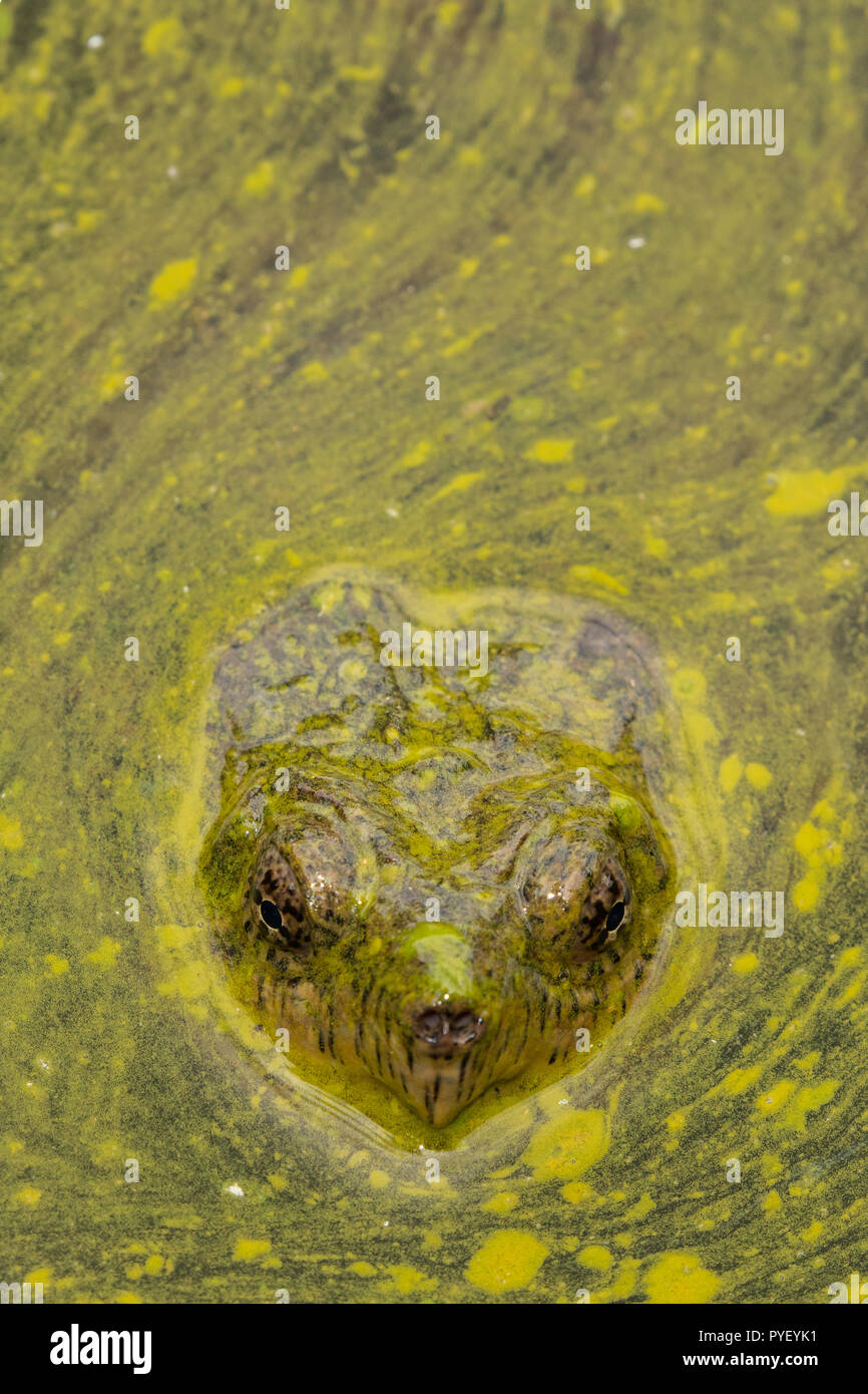 snapping turtle,Chelydra serpentina, and algal bloom,Cyanobacteria ...