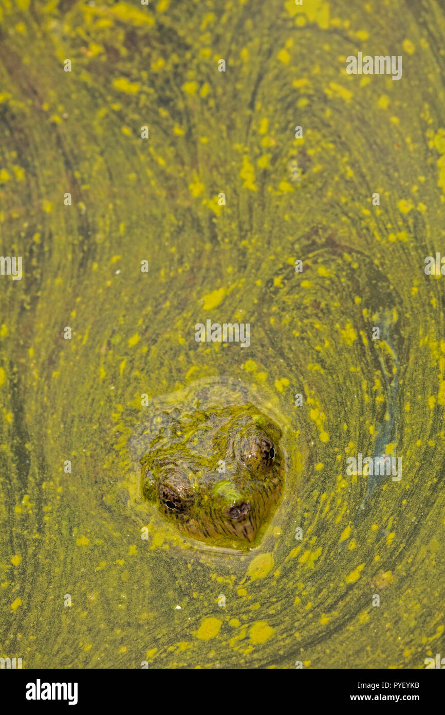 snapping turtle,Chelydra serpentina, and algal bloom,Cyanobacteria ...