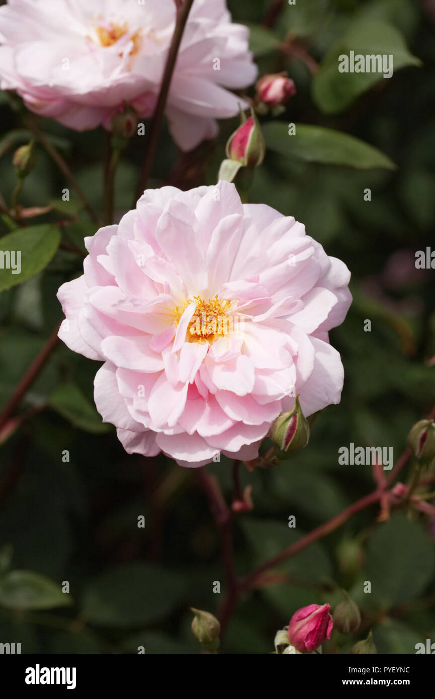 Mortimer sackler rose hi-res stock photography and images - Alamy