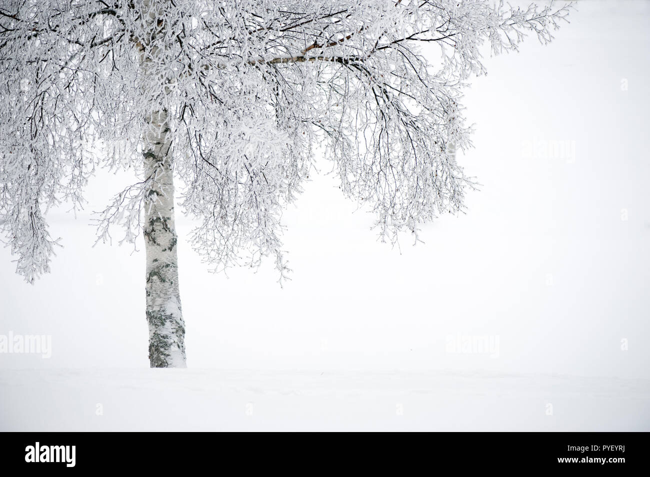 Snow covered birch tree in winter landscape Stock Photo - Alamy