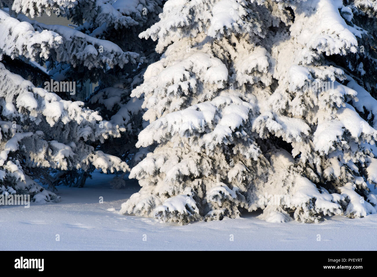 Snow covered branches spruce view hi-res stock photography and images ...