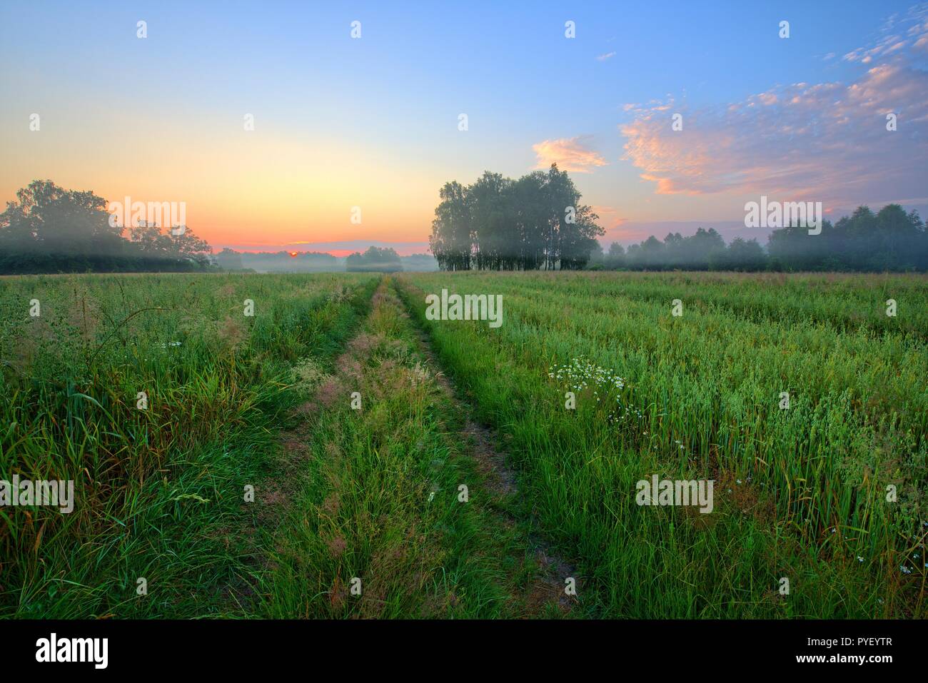 Beautiful summer landscape with sunset Stock Photo - Alamy
