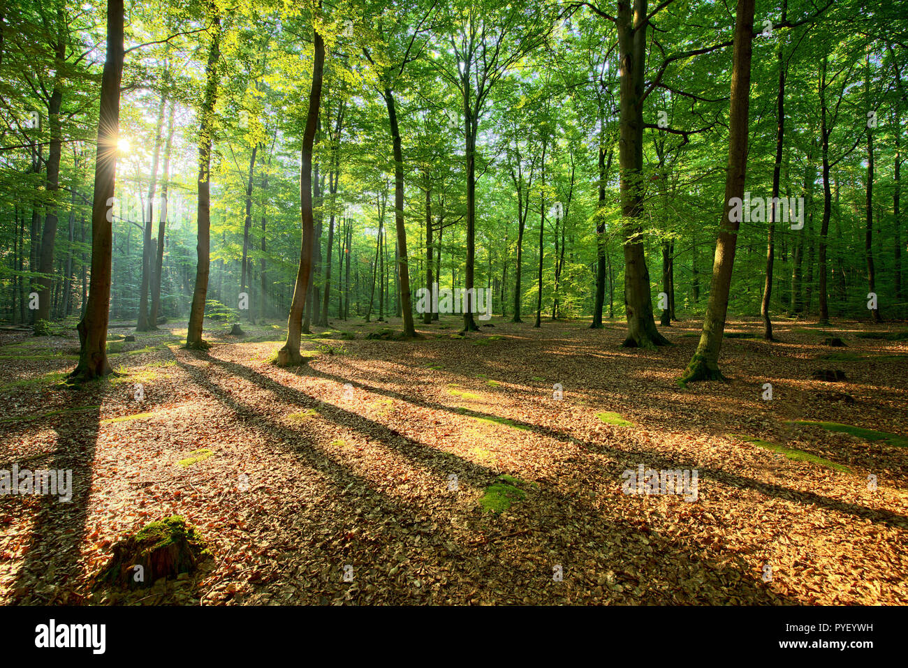 Long shadows of autumn sunny morning hi-res stock photography and ...
