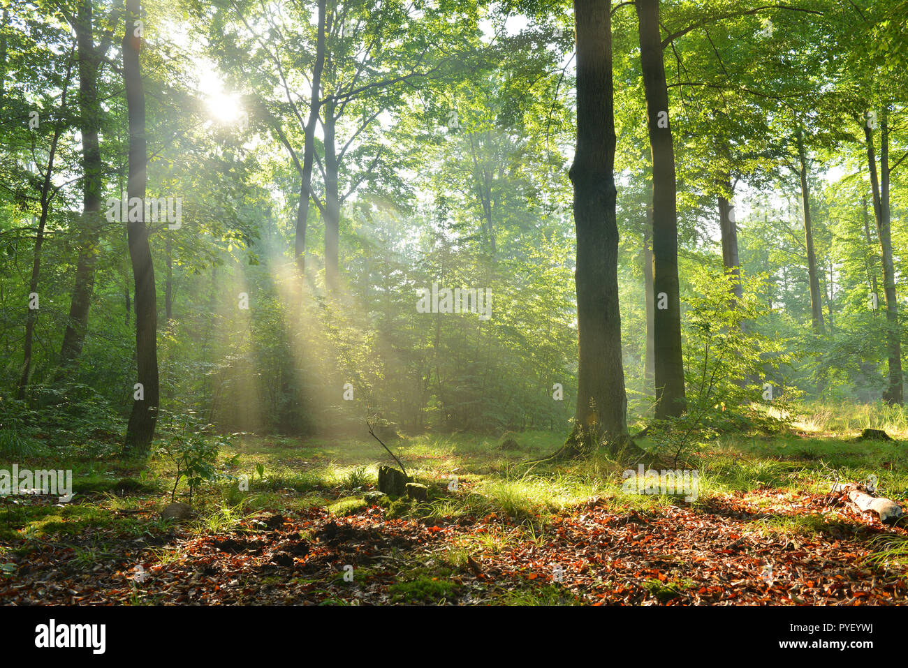 Beautiful moring hi-res stock photography and images - Alamy