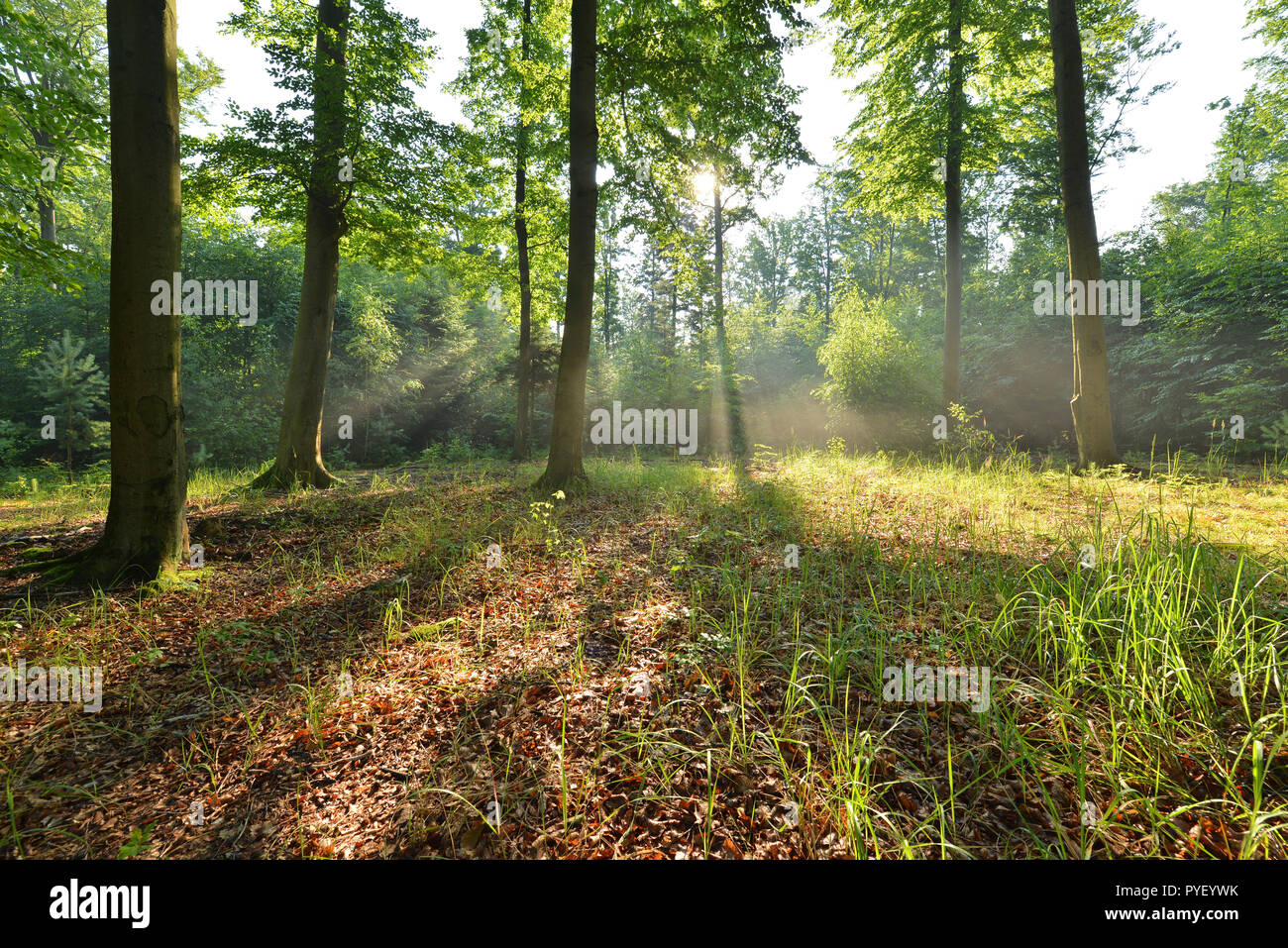 Beautiful moring hi-res stock photography and images - Alamy