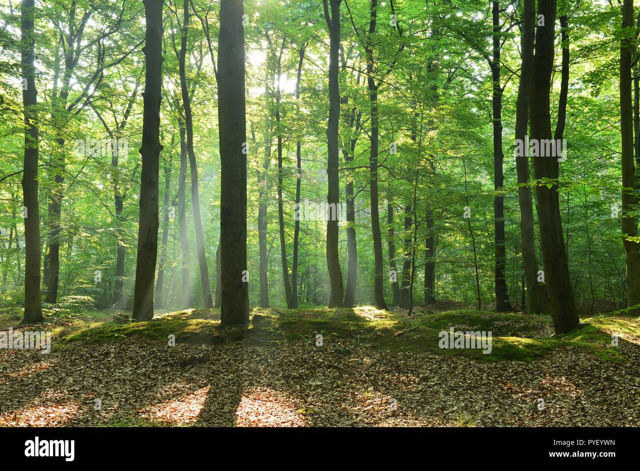 Beautiful moring hi-res stock photography and images - Alamy