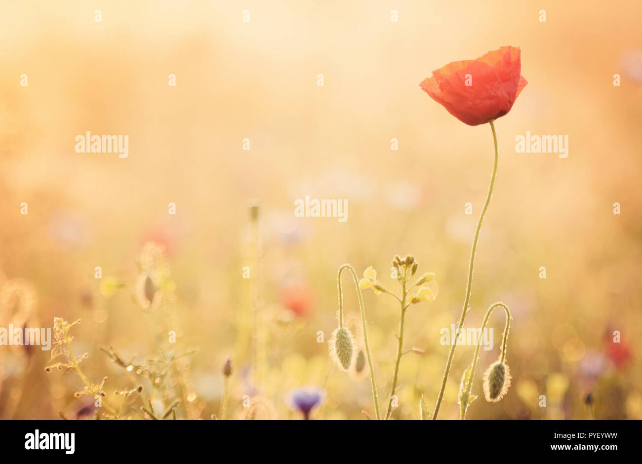 Beautiful poppy flower at the dusk Stock Photo - Alamy