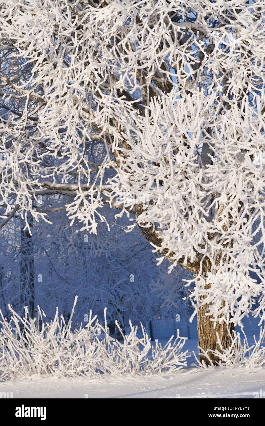 Frost and snow covered crack willow (Salix fragilis) trees and branches ...