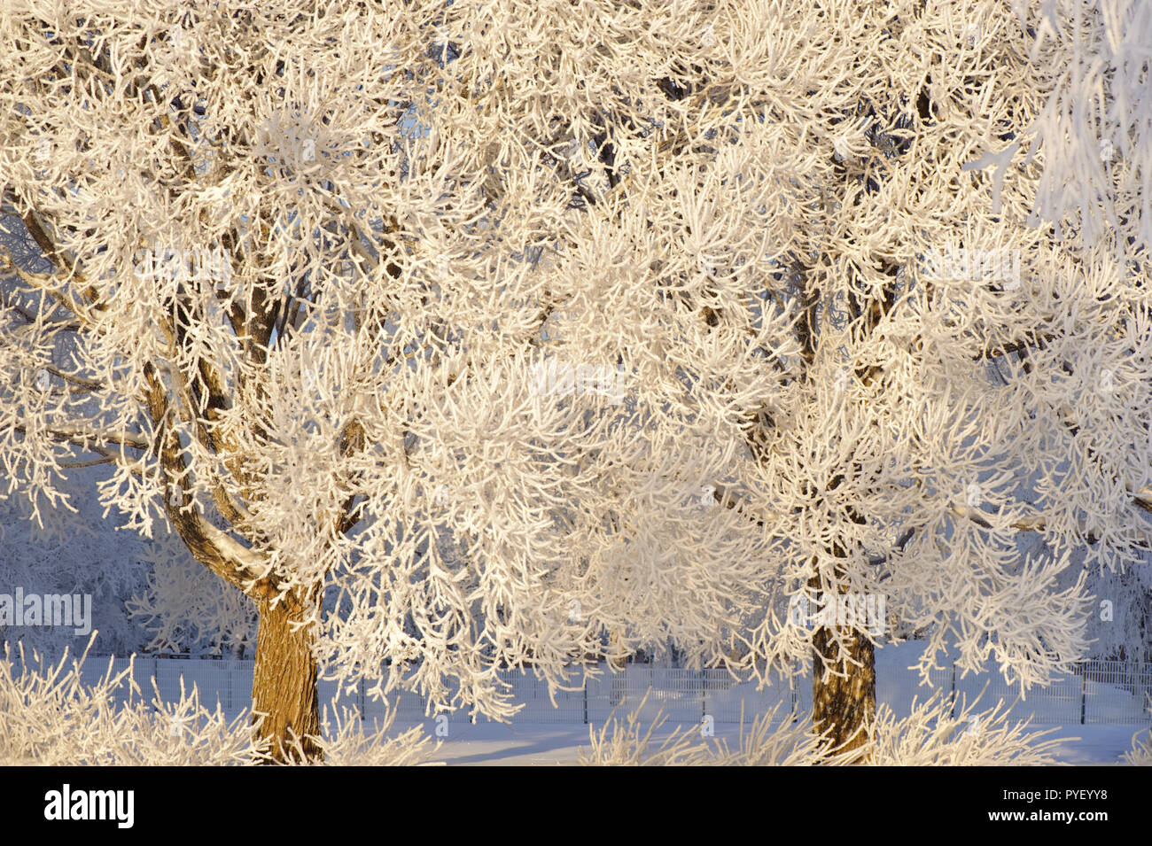 Frost and snow covered crack willow (Salix fragilis) trees and branches ...