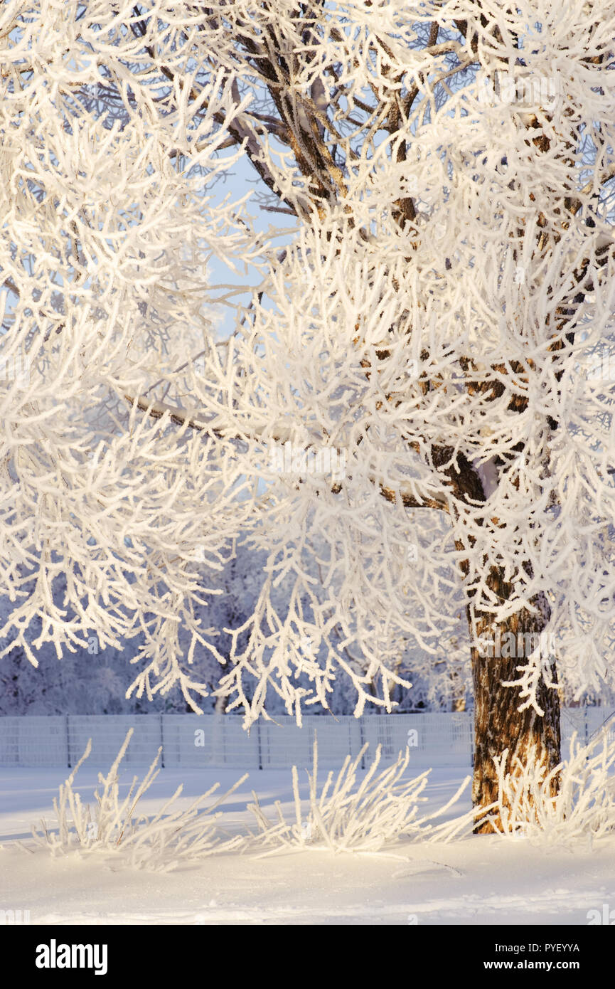 Winter willow tree hi-res stock photography and images - Alamy