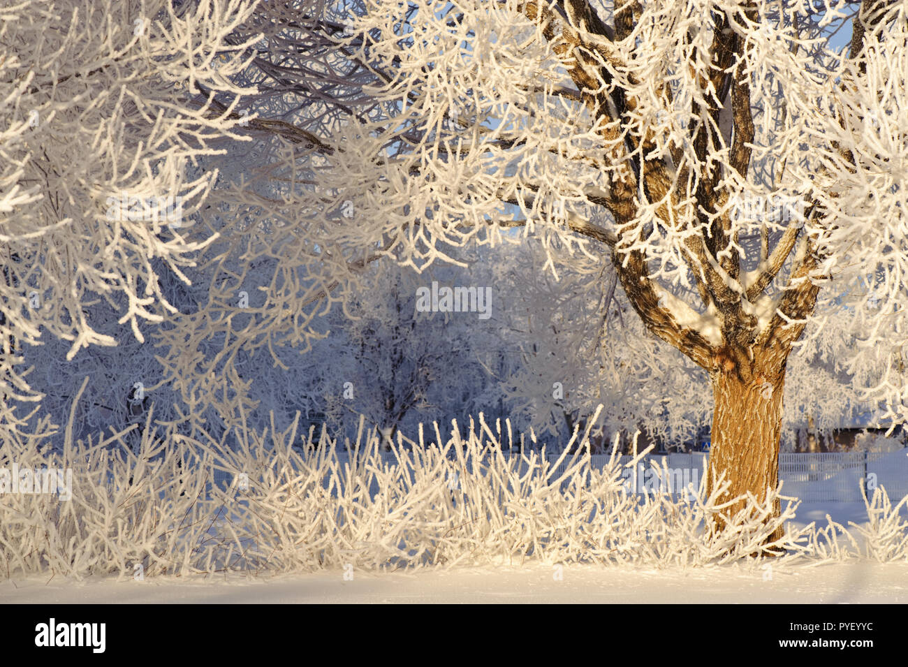 Frost and snow covered crack willow (Salix fragilis) trees and branches ...