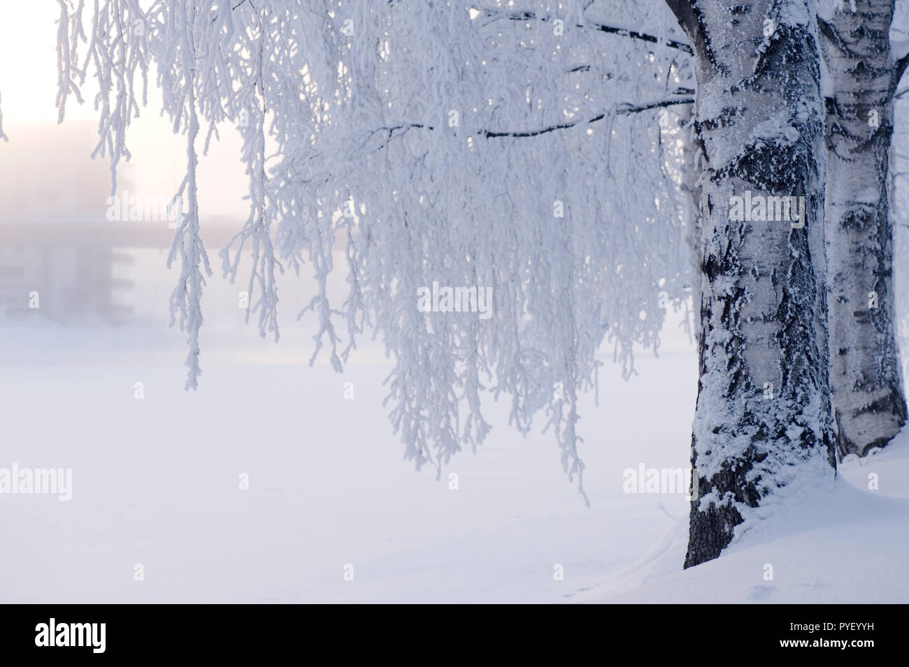 Frosted birch trees on a frozen riverbank. Cold and misty winter day ...
