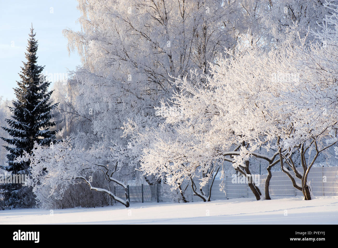 Frosted trees view hi-res stock photography and images - Alamy