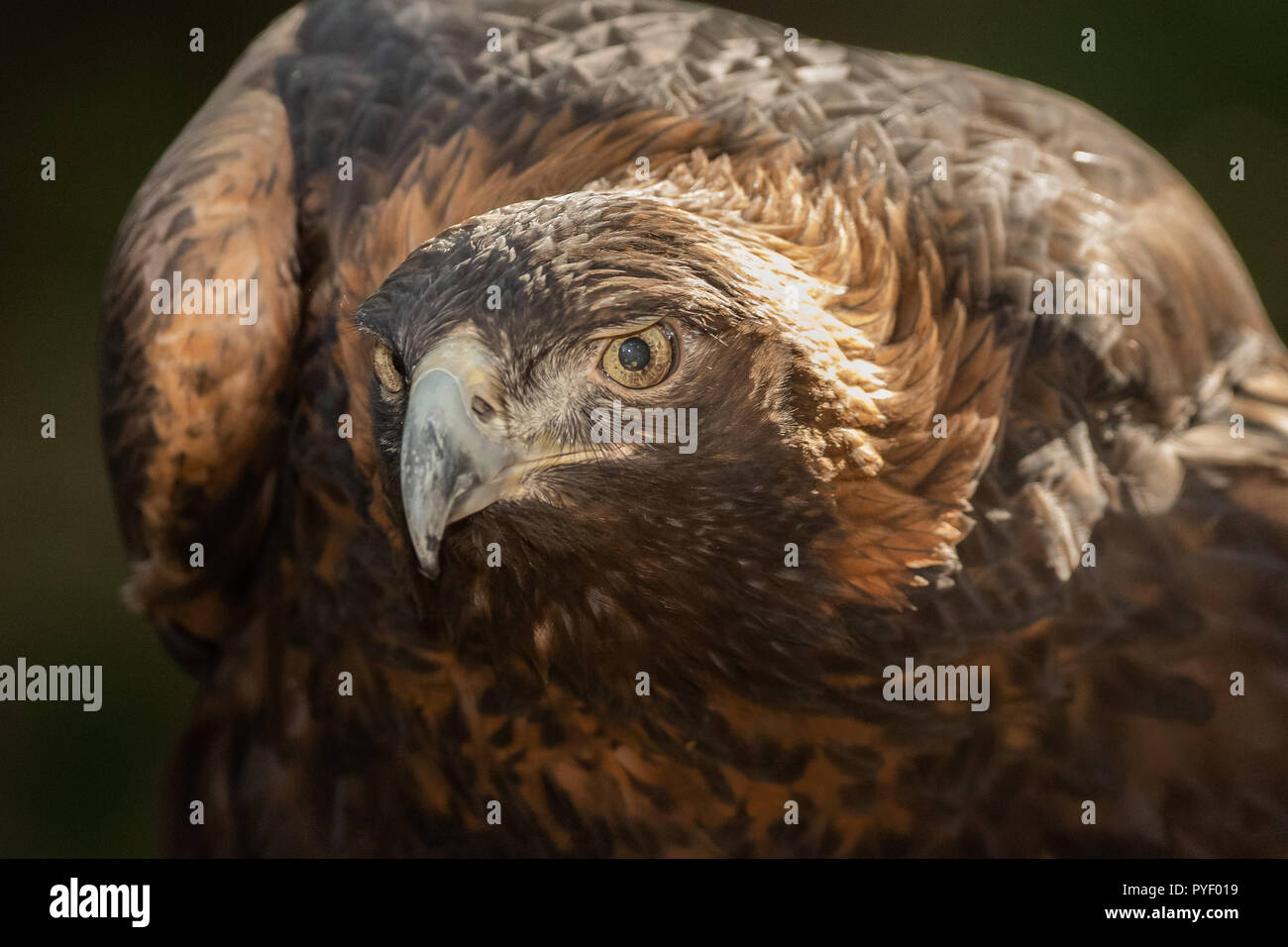 Golden eagle golden eagles hi-res stock photography and images - Alamy