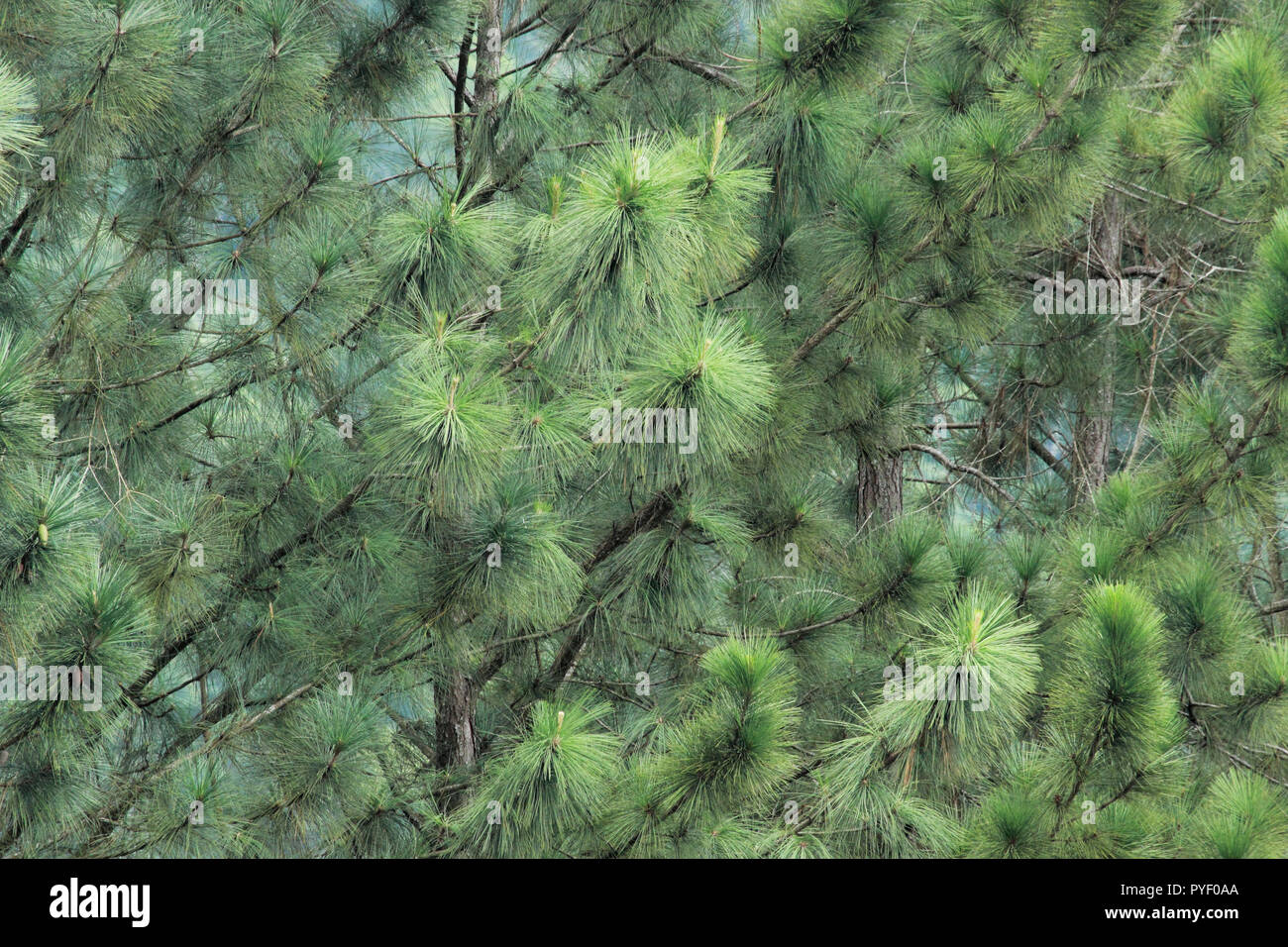 Green pine leaves hi-res stock photography and images - Alamy