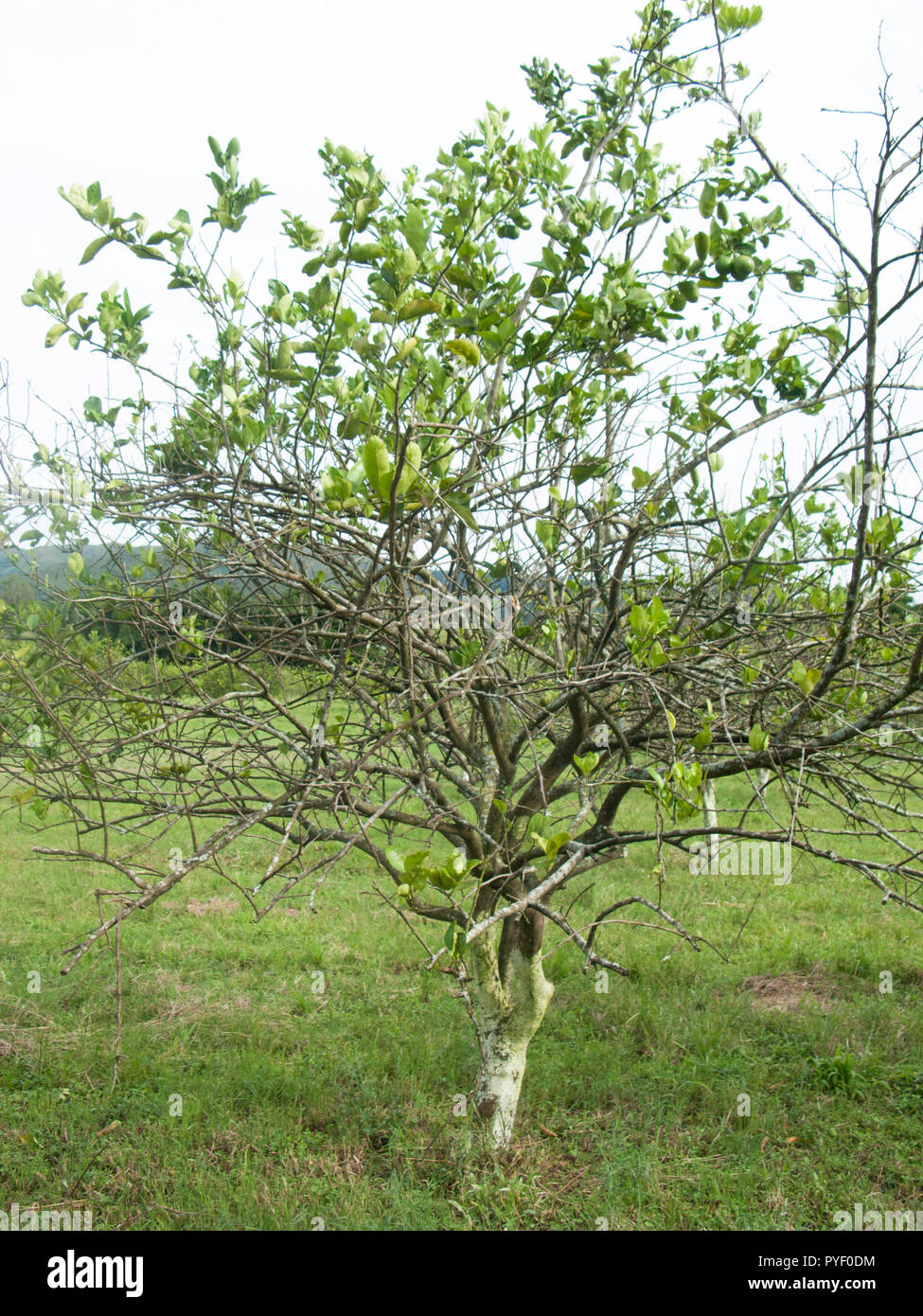 Orange citrus trees orchard heavily infected with huanglongbing yellow ...