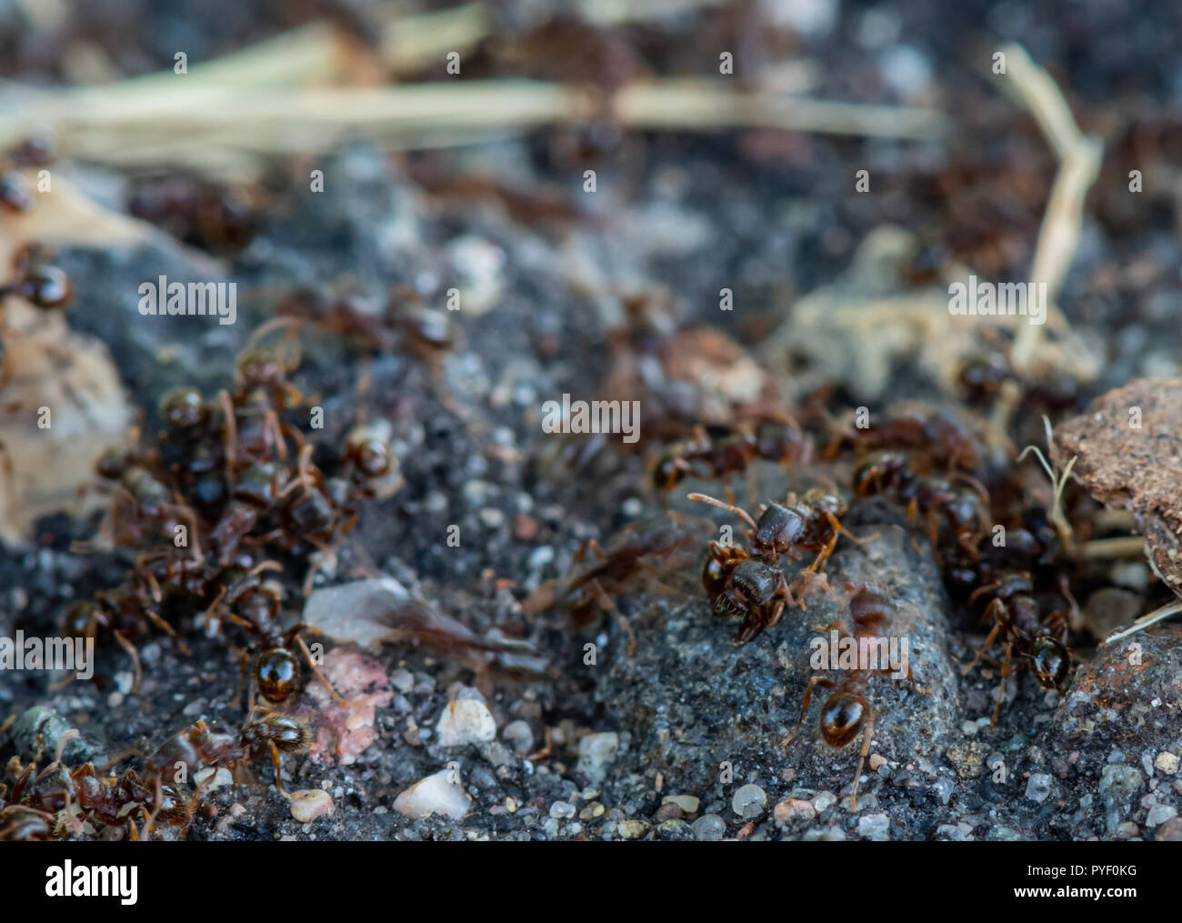 Ants colony mound hi-res stock photography and images - Alamy