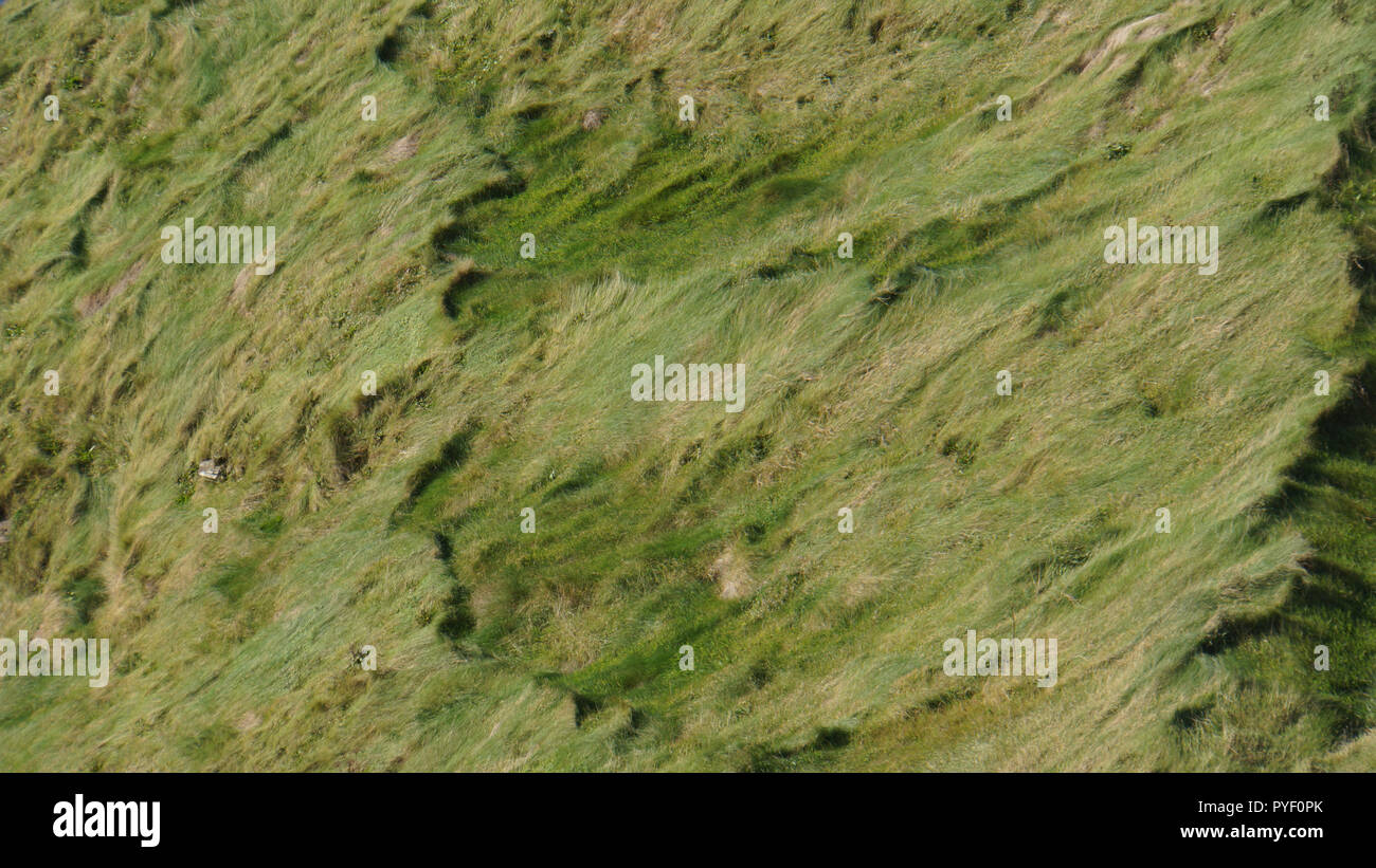 Wavy grass hi-res stock photography and images - Alamy