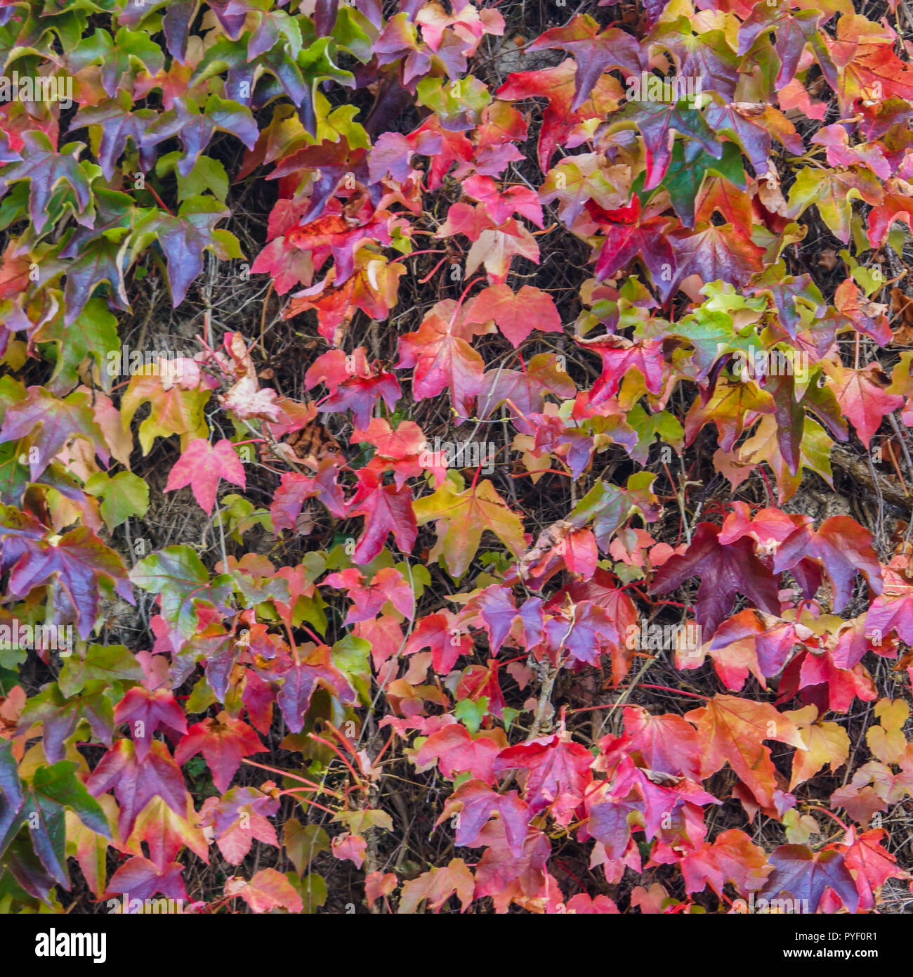 wall covered in Boston Ivy leaves in fall foliage colors of red, green ...