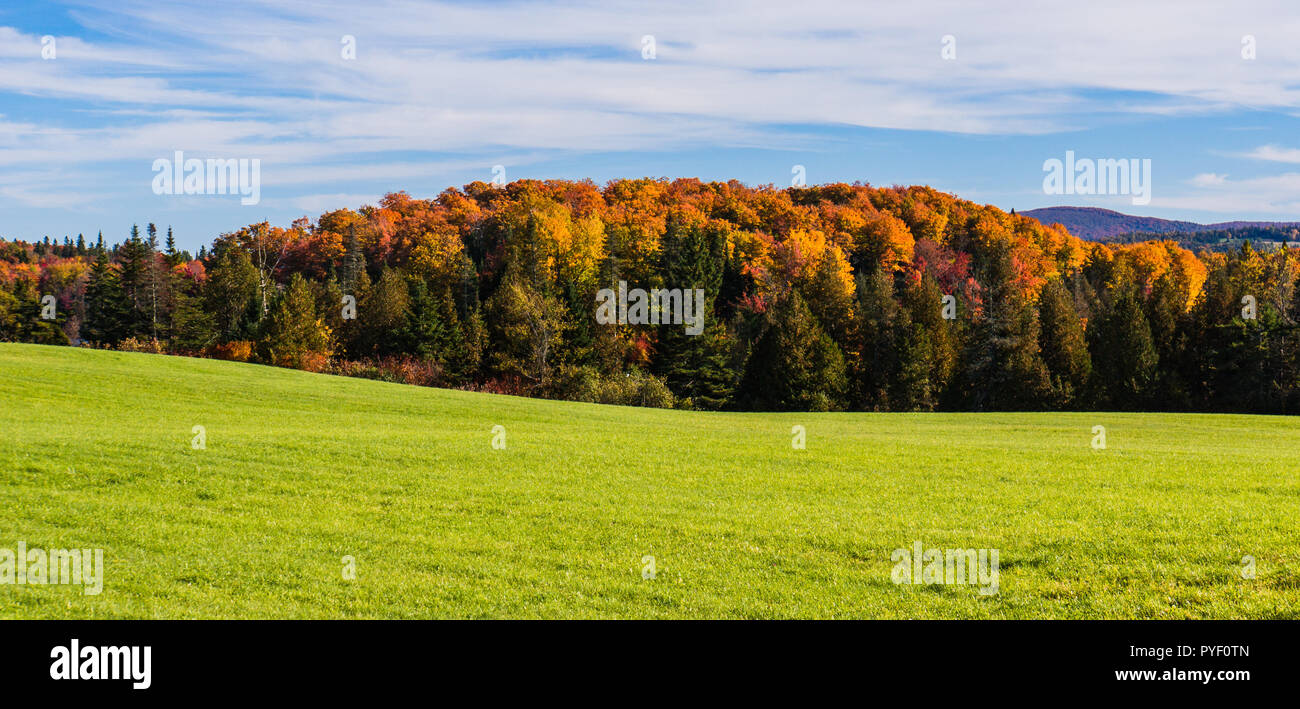 hillside of green meadow with wooded bright autumn fall foliage Stock ...