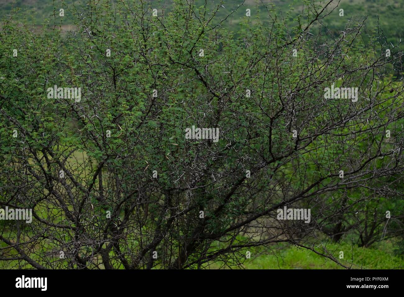 Babul Tree High Resolution Stock Photography and Images - Alamy